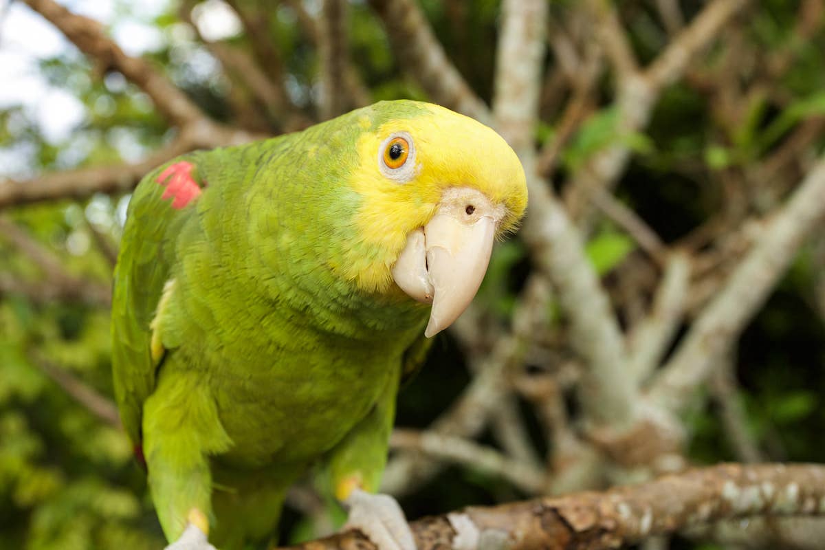 Amazon Parrot 'Breaking the Tension' at Parent's Wedding Ceremony ...