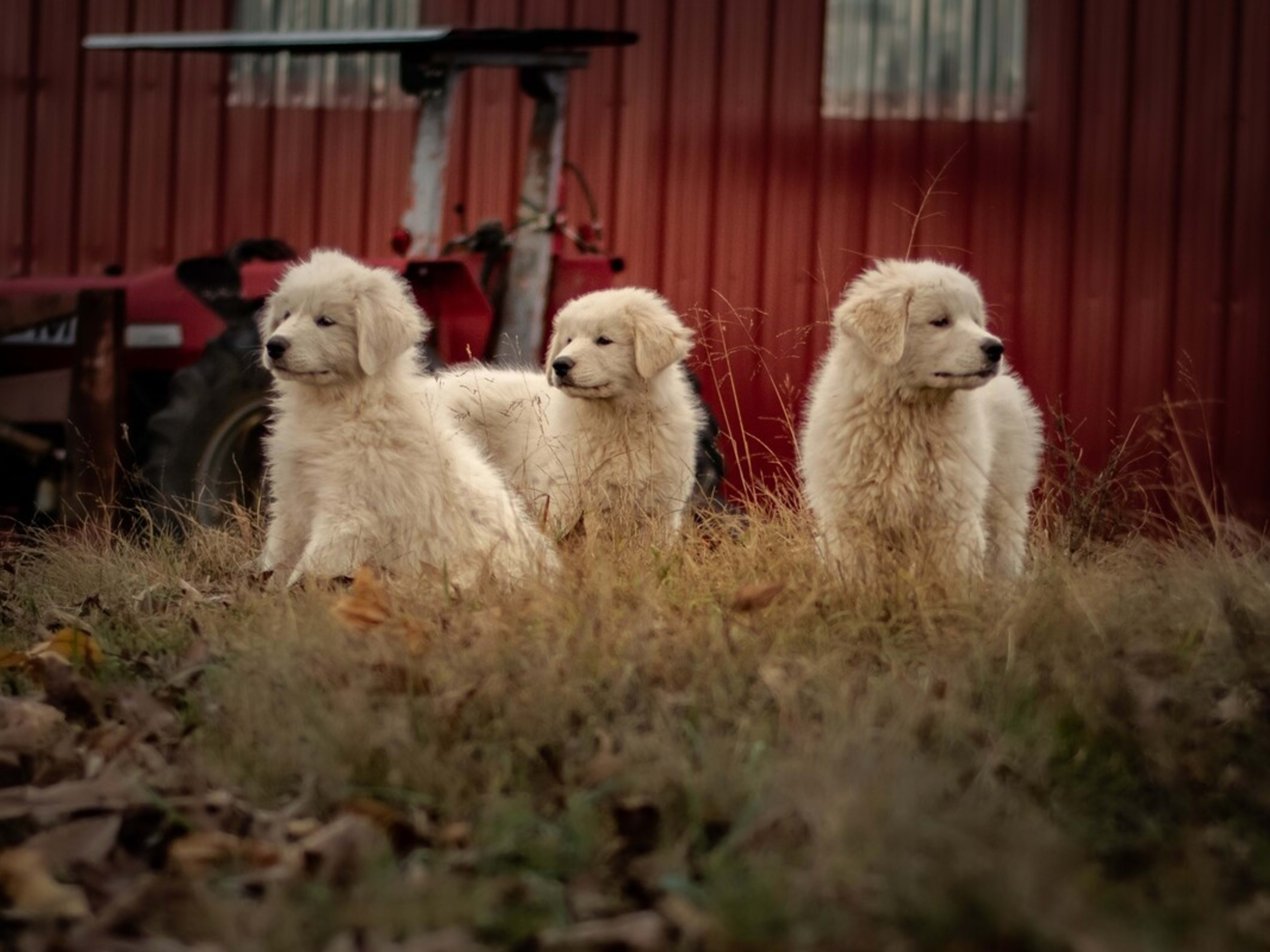 Great Pyrenees Farm Puppies Hanging Out in the Barn With Piglets To ...