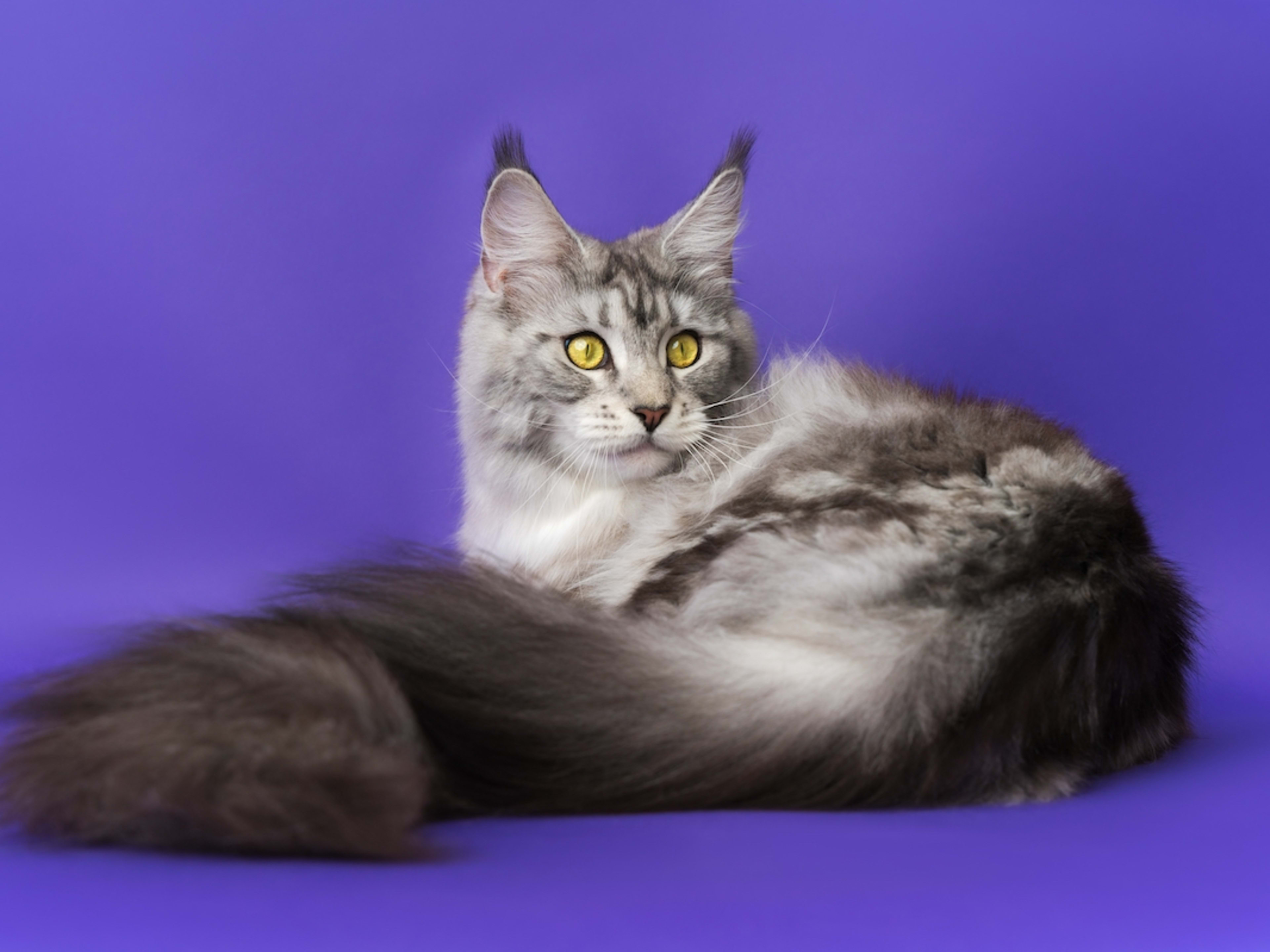 Minnesota Maine Coon Cat's Incredibly Long Tail Wins Guinness World ...