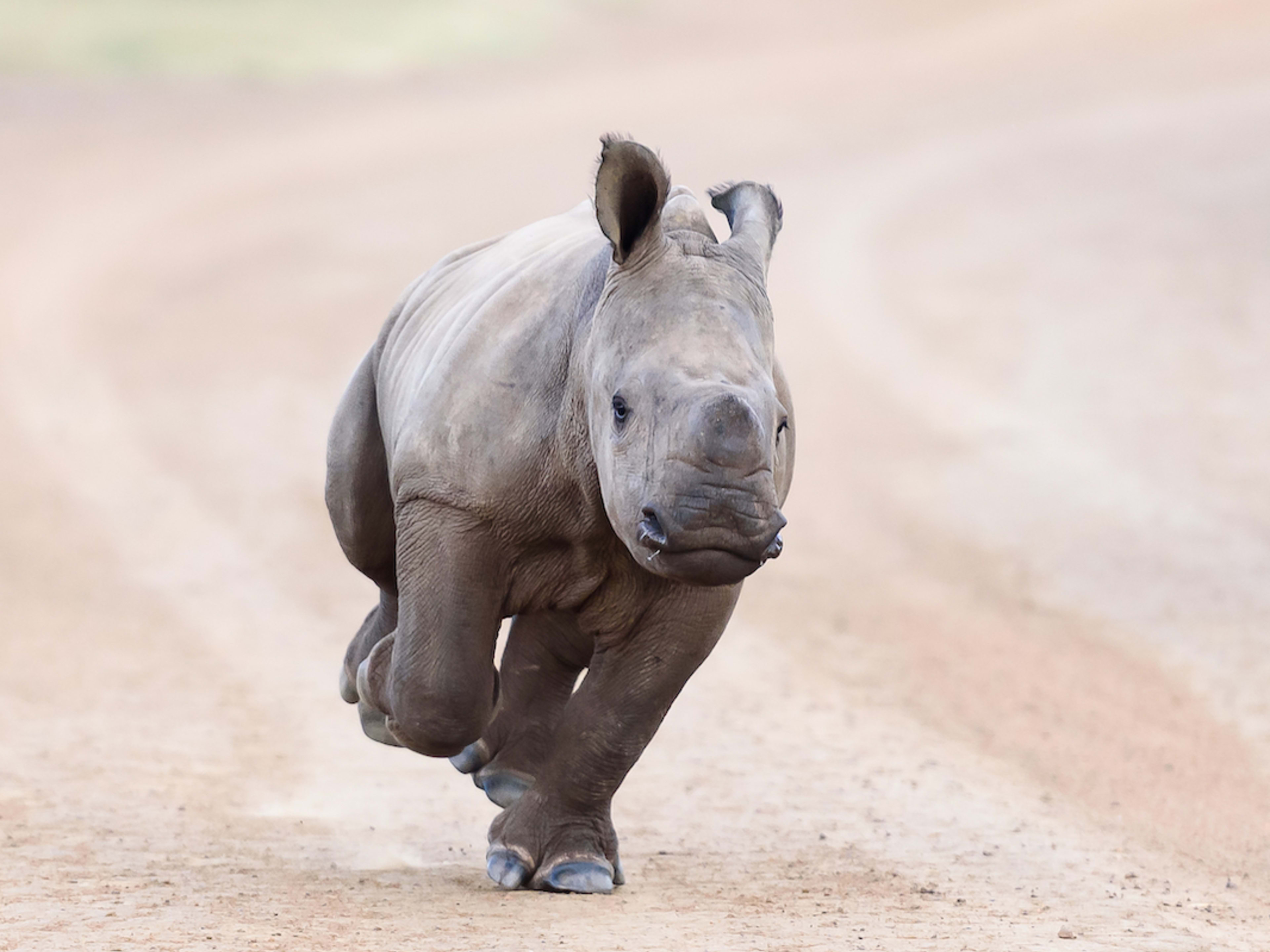 Baby Rhino Frolicking Like Puppy Is Moment of Pure Joy Everyone Needs