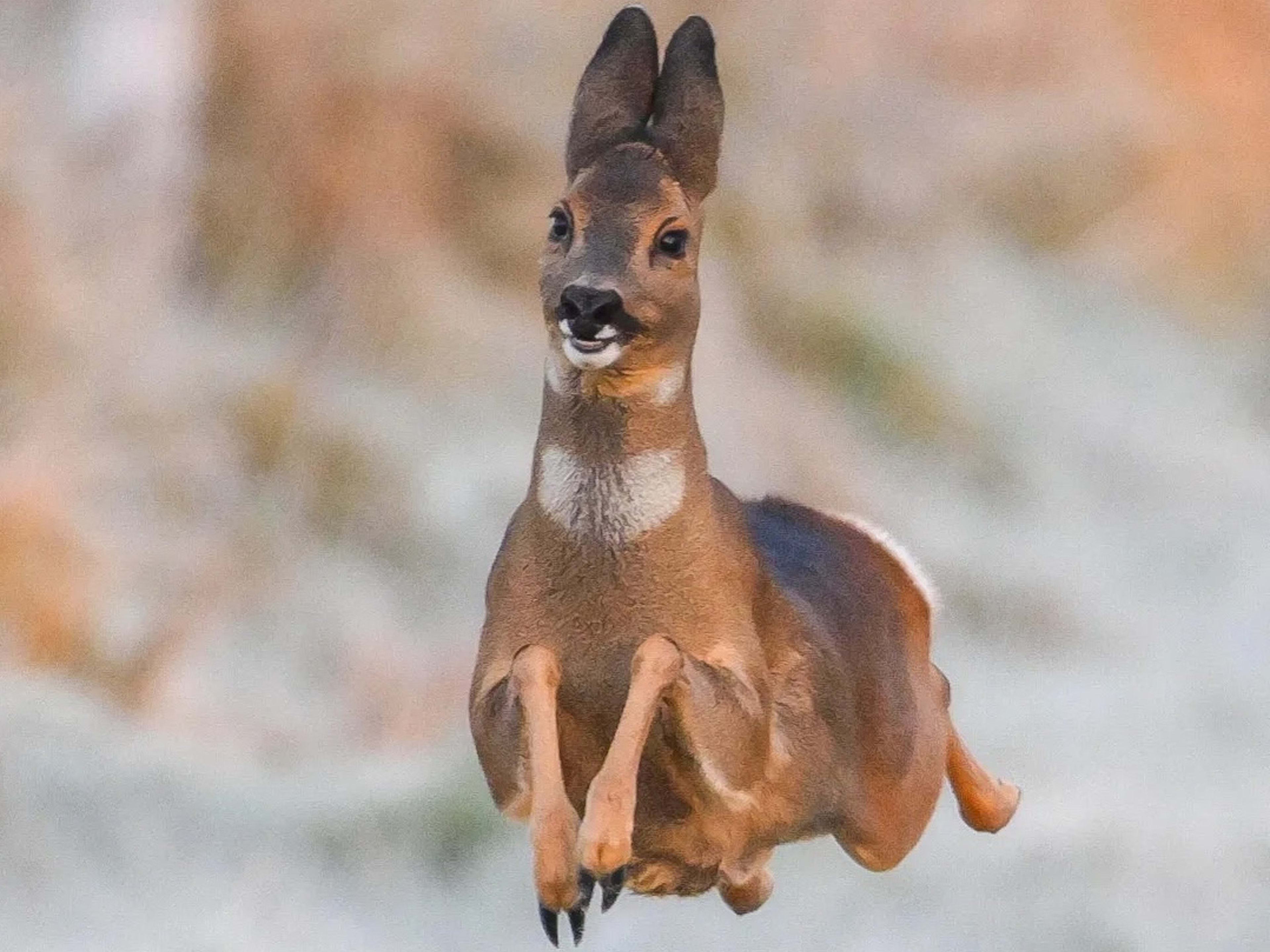 2025 Comedy Wildlife Photography Awards Open With Awkward Animals and ...