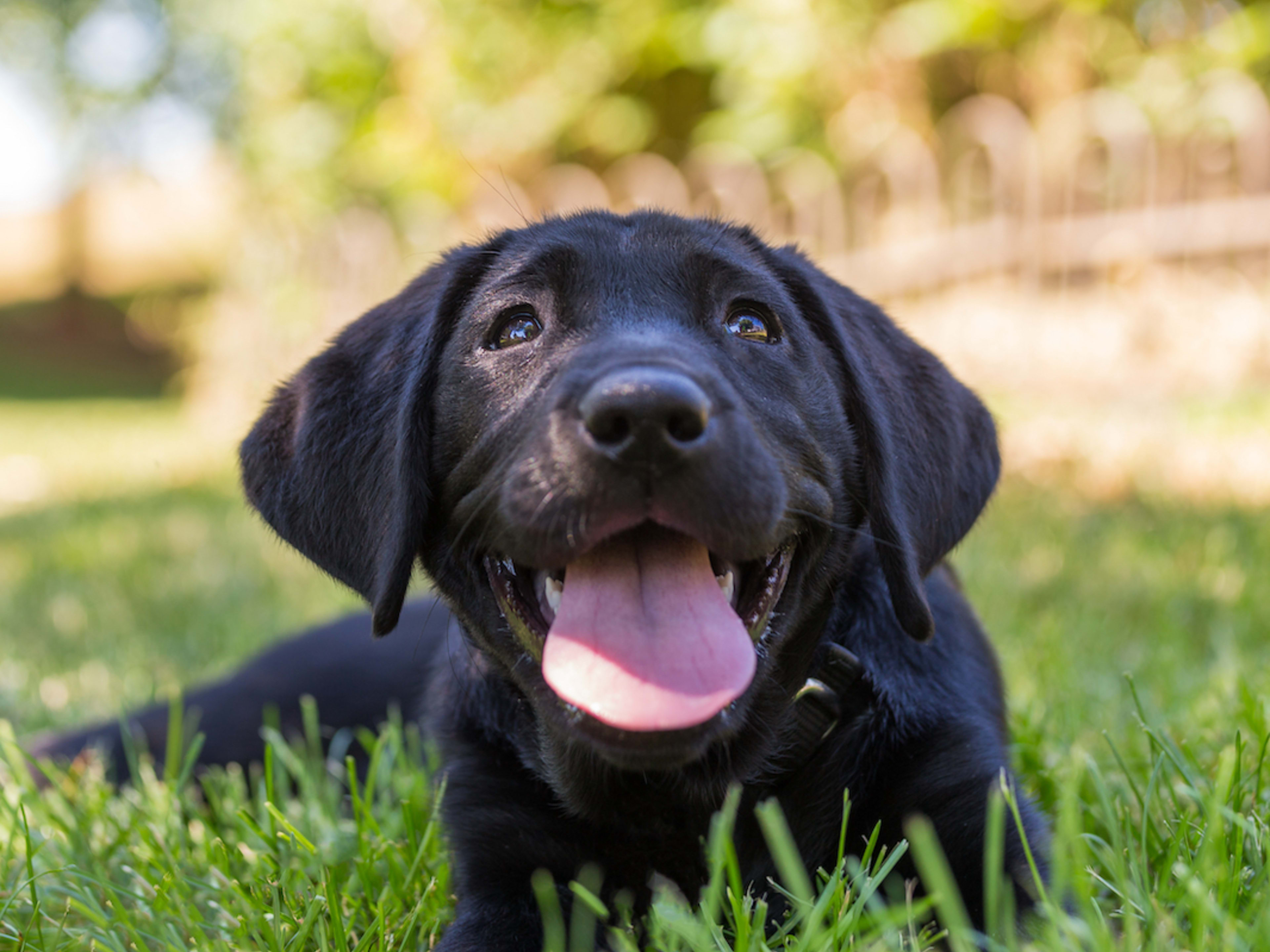 Black Labrador