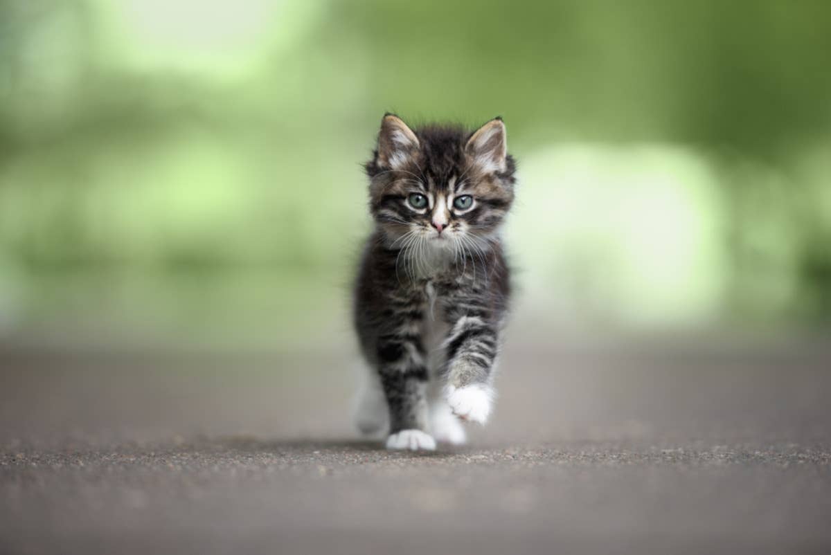 Kitty Adorably Stomps to 'Show Dominance' and People Can't Get Enough ...