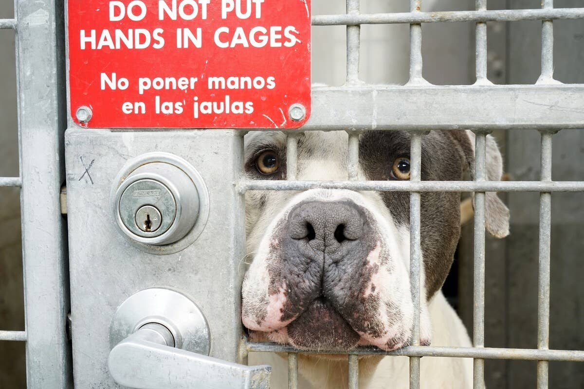 Shelter Dog