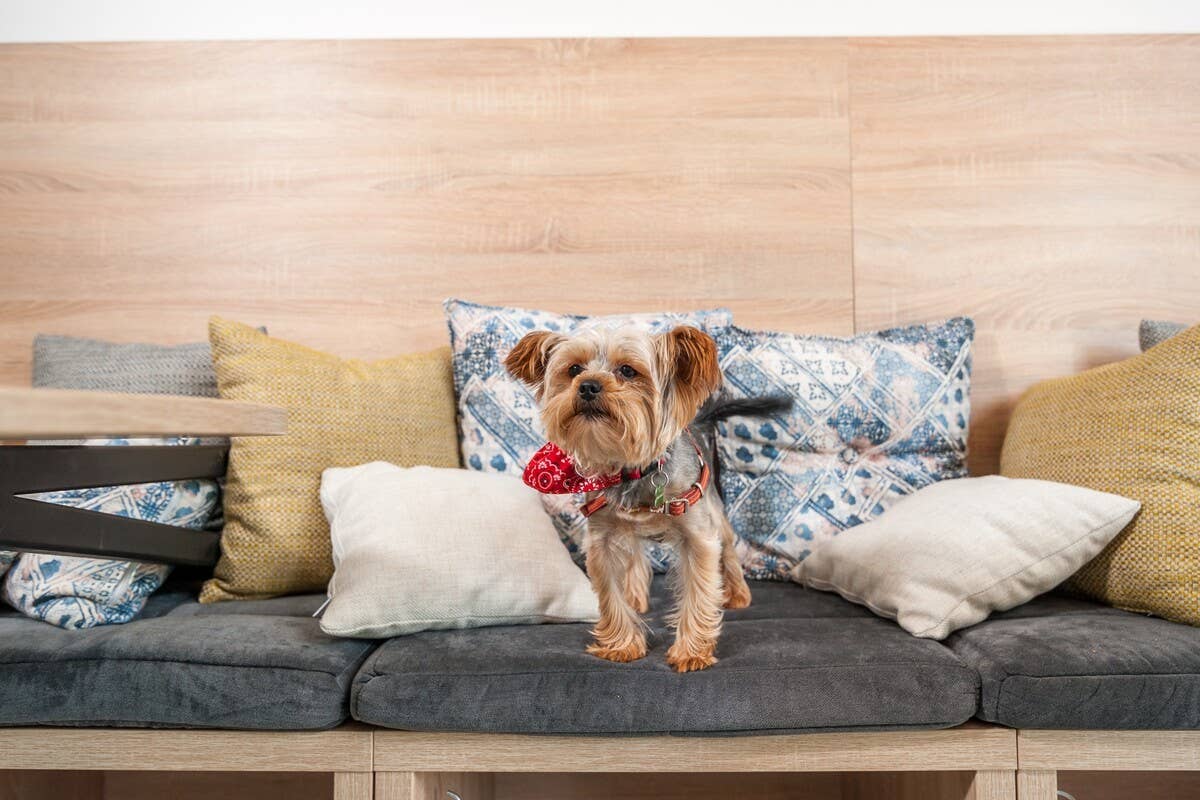 Yorkie’s Outrageous Tantrum When His Treats Run Out Has Us Laughing So ...