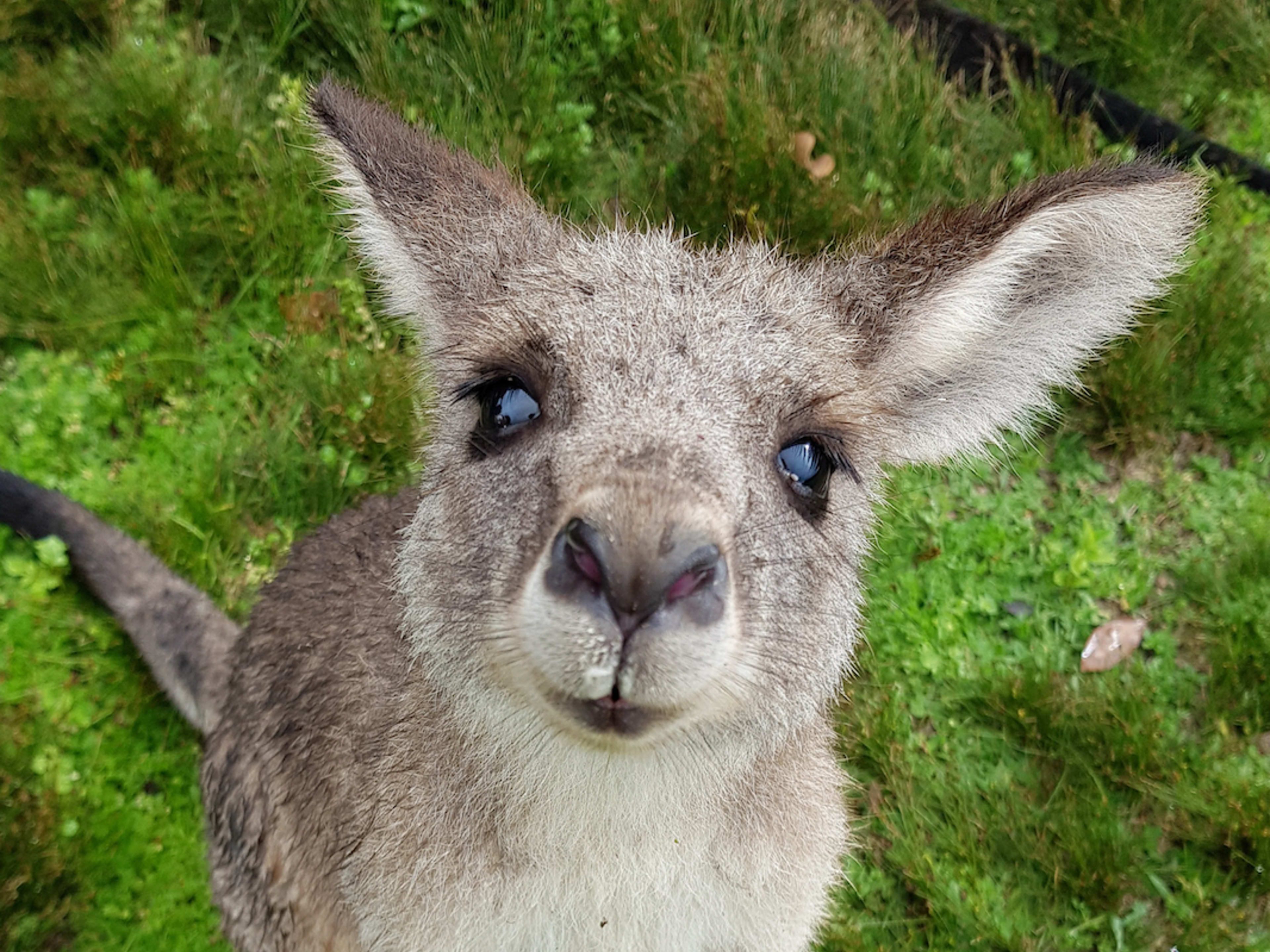 Tiny Kangaroo Baby Who Fits in the Palm of a Hand Is True Cuteness ...