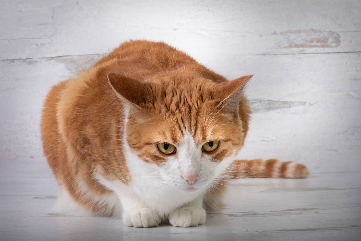 Orange Cat Channels Wild Cat Ancestors with Intense Growls After ...