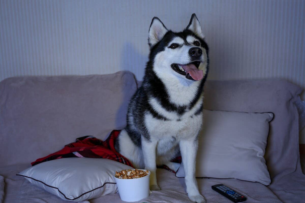 Husky’s Precious Reactions to Iconic ‘Call of the Wild’ Scene Are Priceless