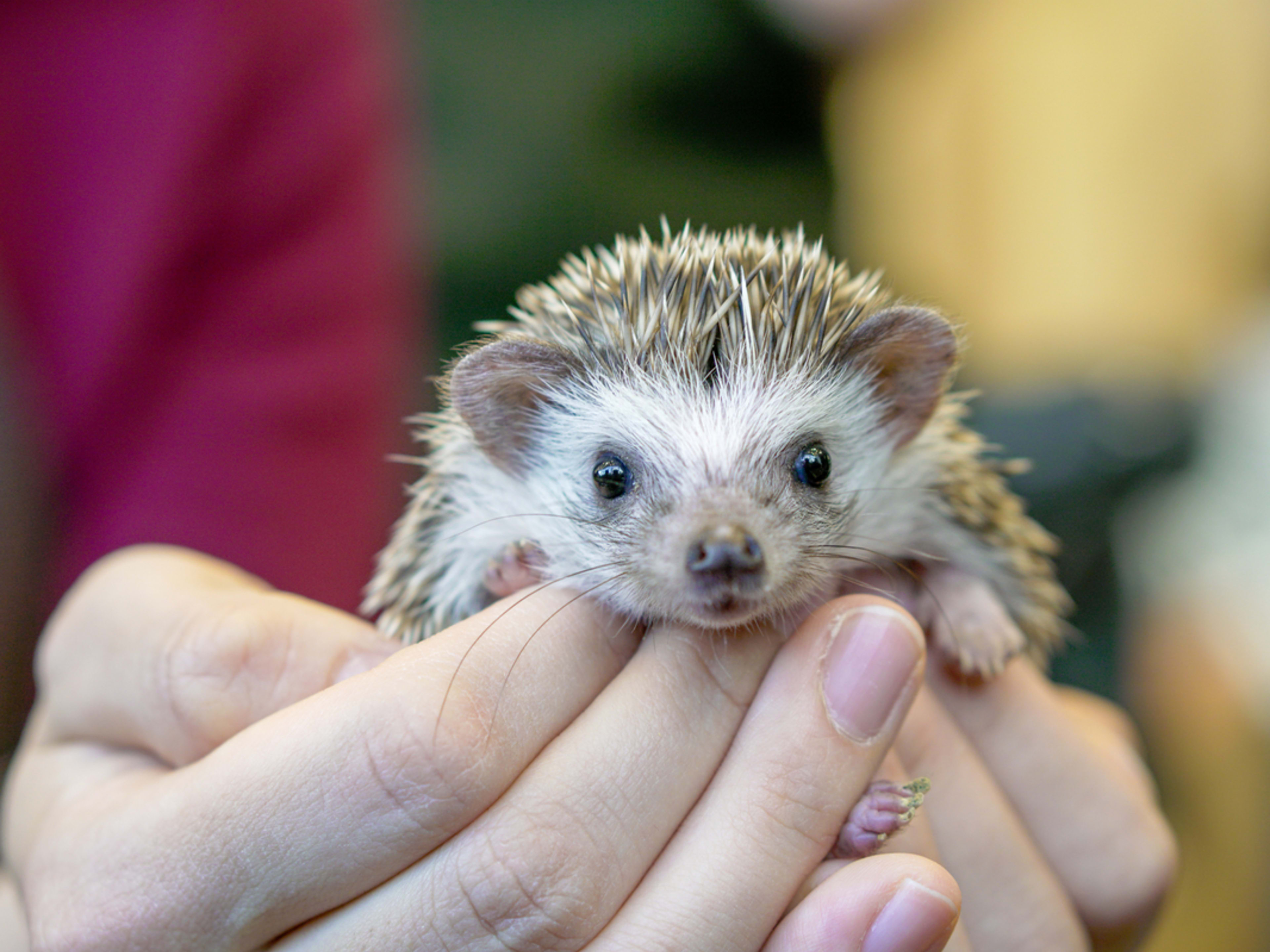 how to make hedgehog pregnant