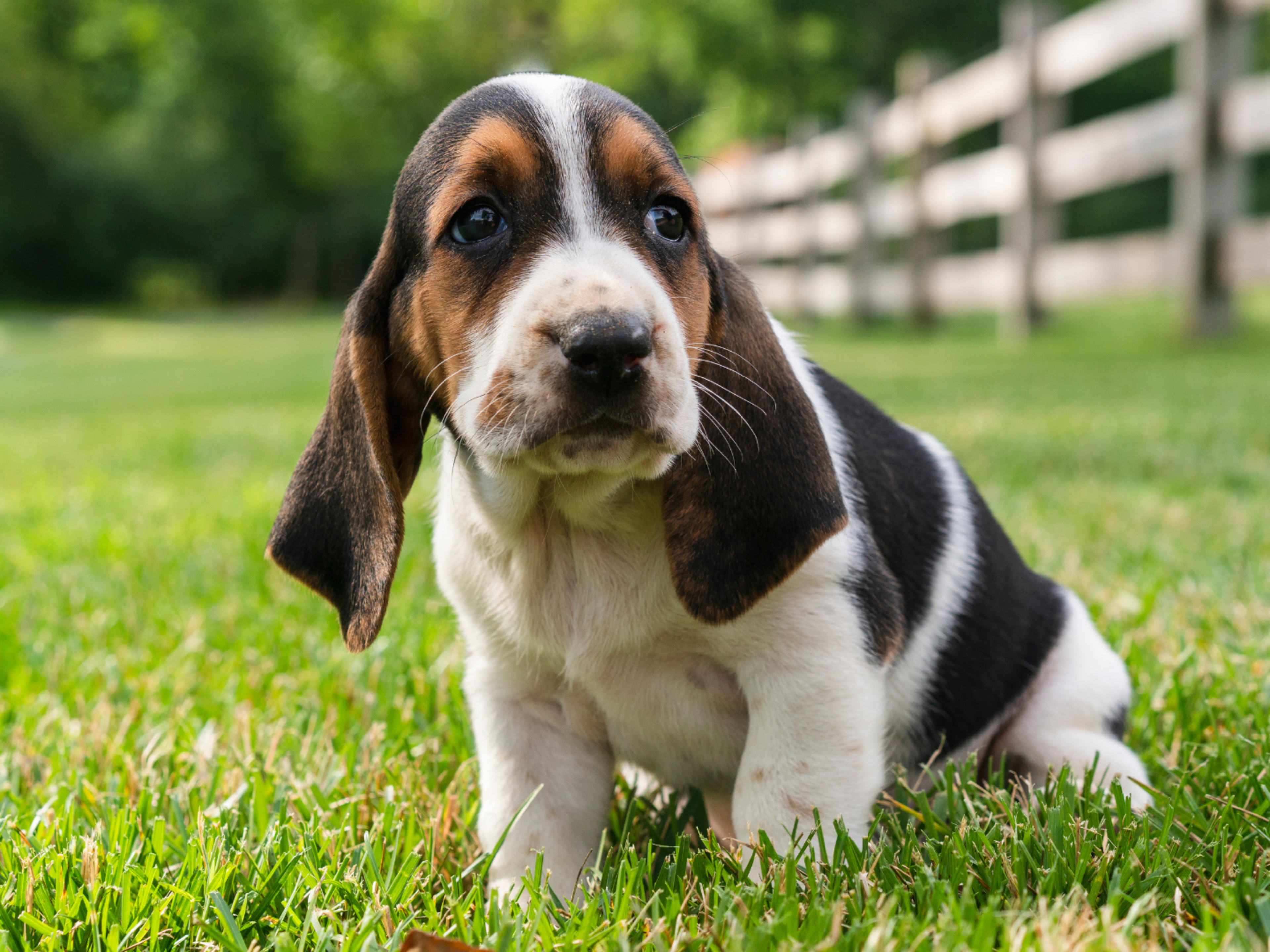 beagle pointer mix for adoption