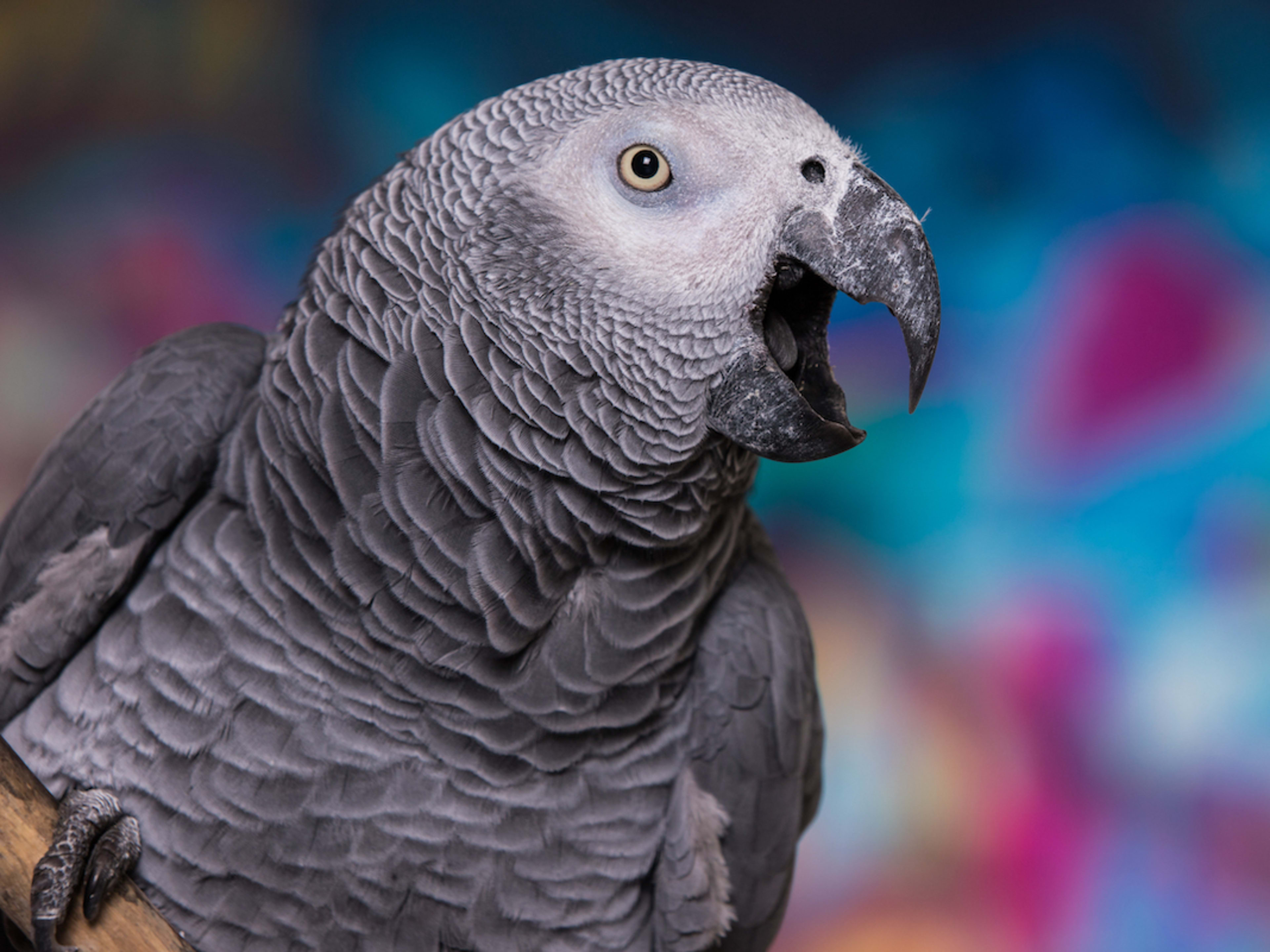 Parrot Goes From 'Gangster' to 'Dancing to Nursery Rhymes' and It's a ...