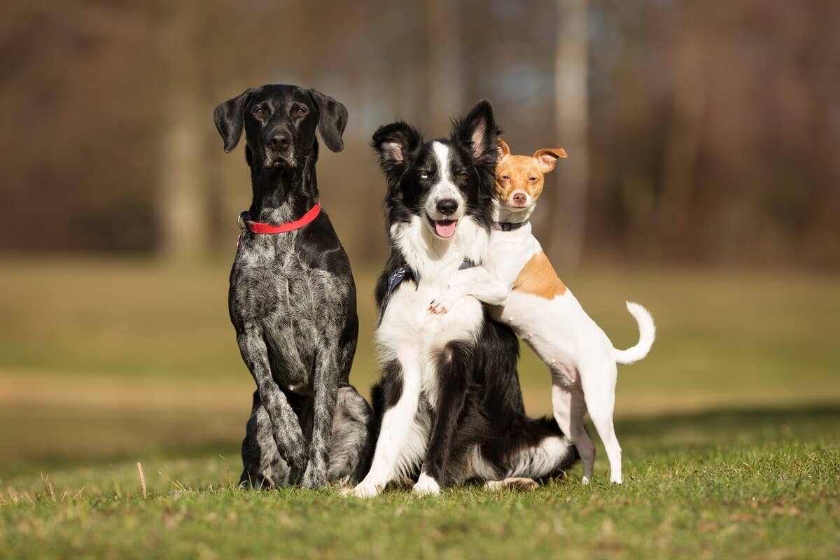 Farm Dog Family ‘Crossing the Cattle Grid’ Is Absolute Chaotic Cuteness ...