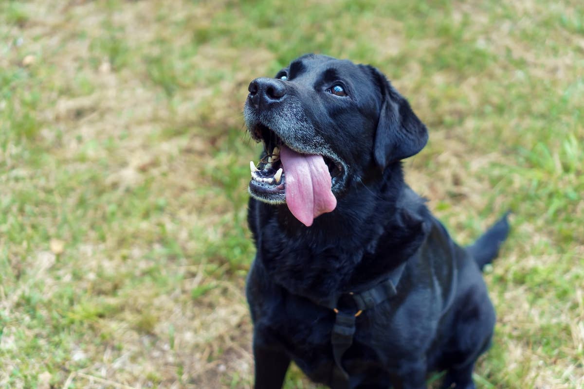 Black Labrador's Sweet Kisses From Tiny Fawn Will Make Anyone Melt ...
