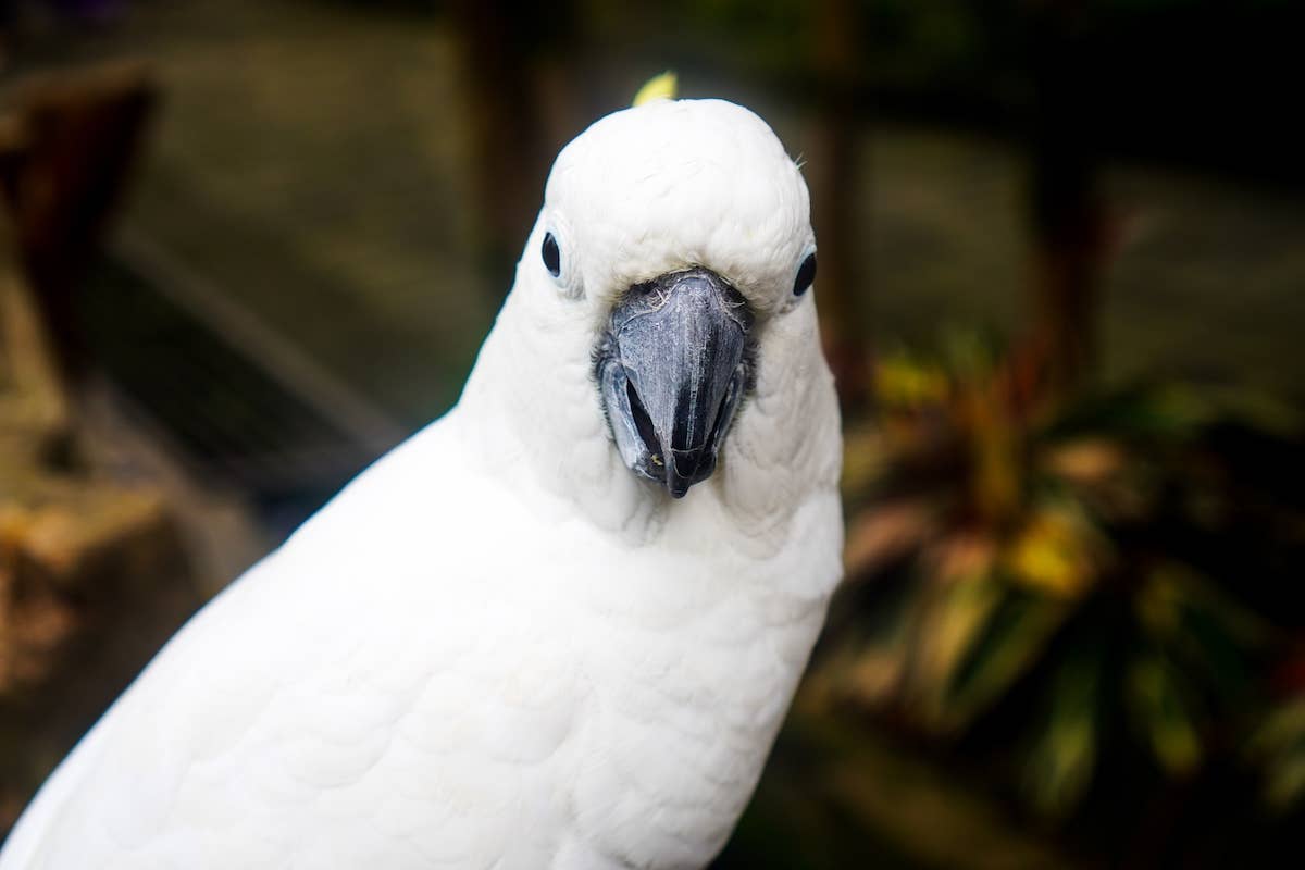 Cockatoo