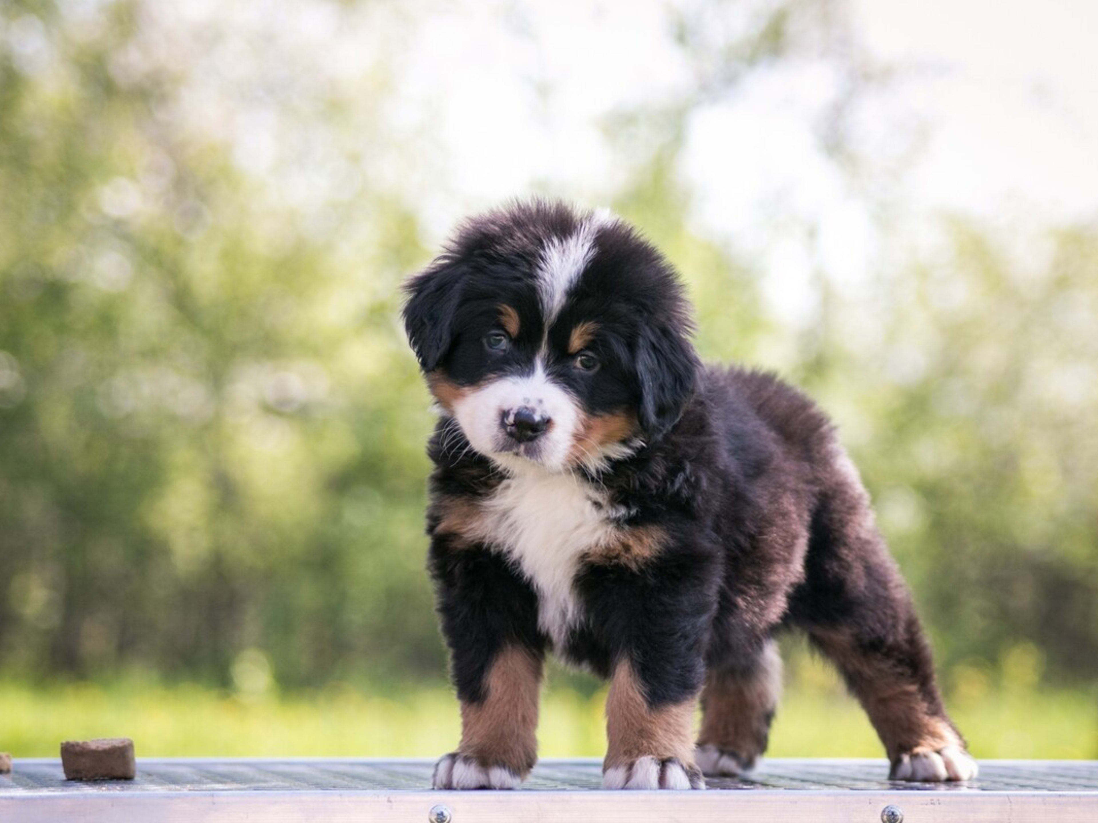 how to draw a bernese mountain puppy