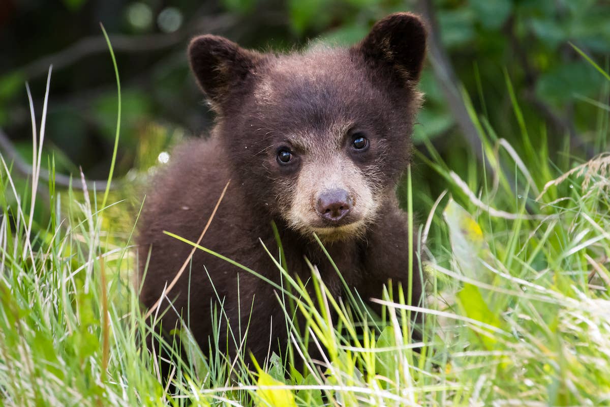 Clumsy Black Bear Cub 'Stumbling Home After Eating Too Many Berries ...