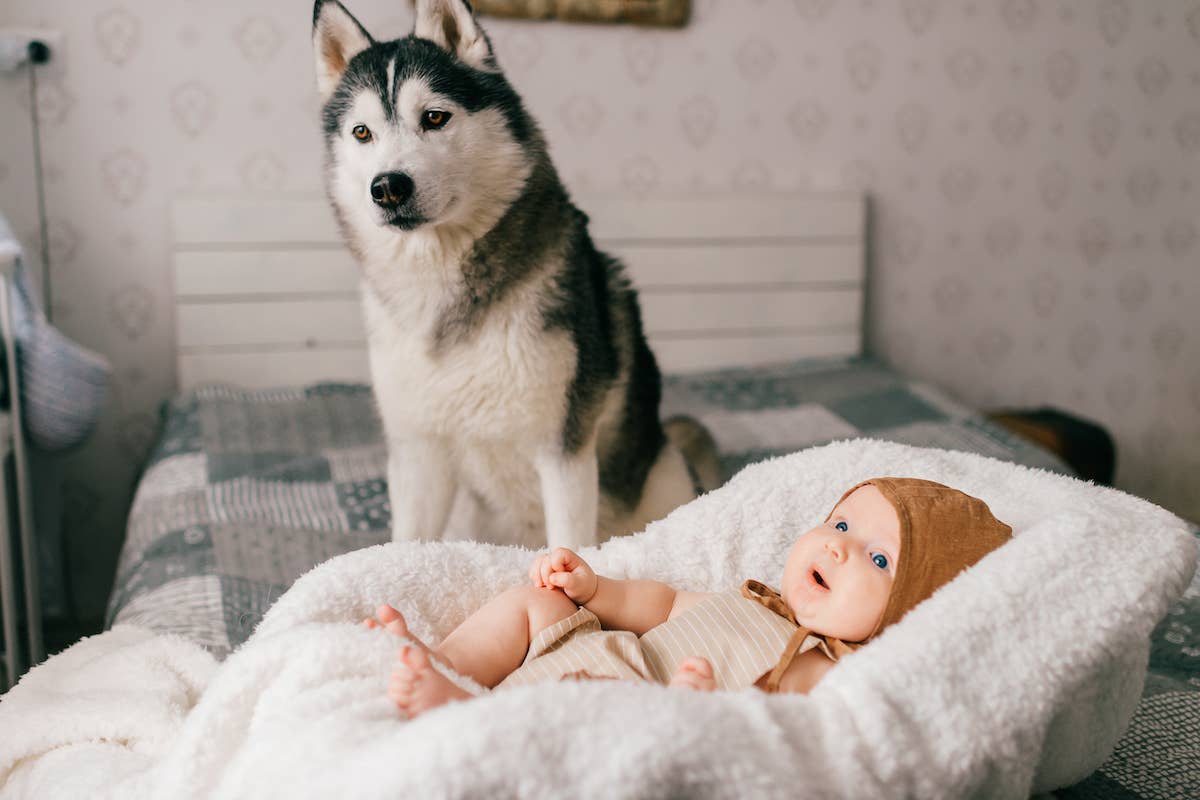 Husky's Sweet Way of 'Guarding' New Baby Makes Him a Top-Notch Nanny ...