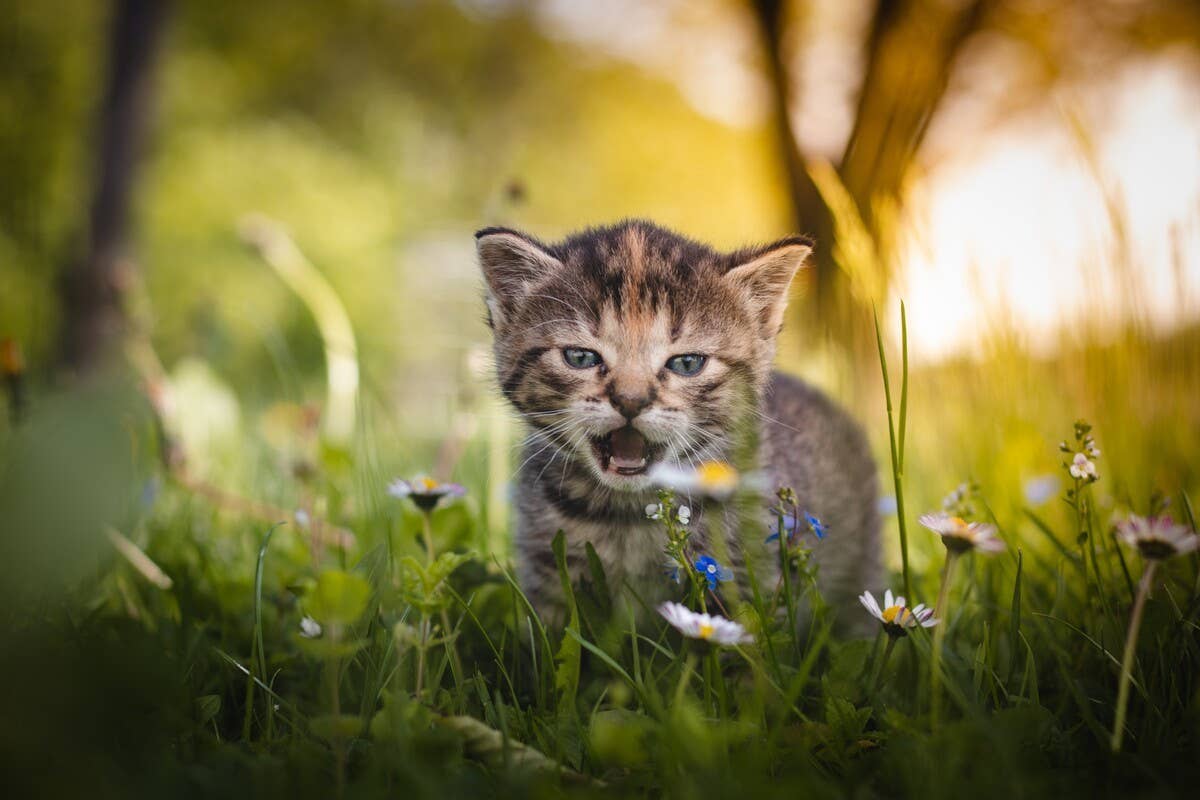 Moment Tiny Kitten Who'd 'Totally Given Up' Is Rescued by Kind Stranger ...