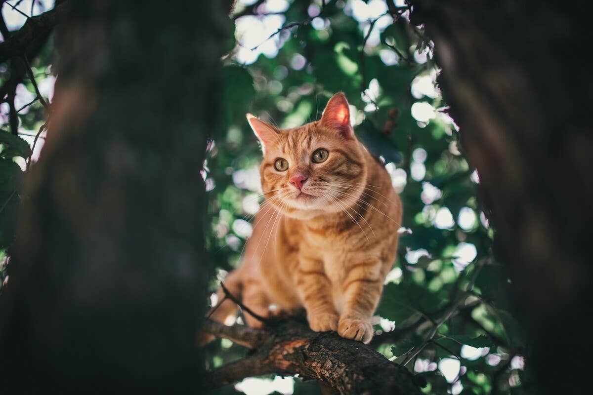 Orange Cat Who Lives in Their Very Own Custom Treehouse Literally Has ...