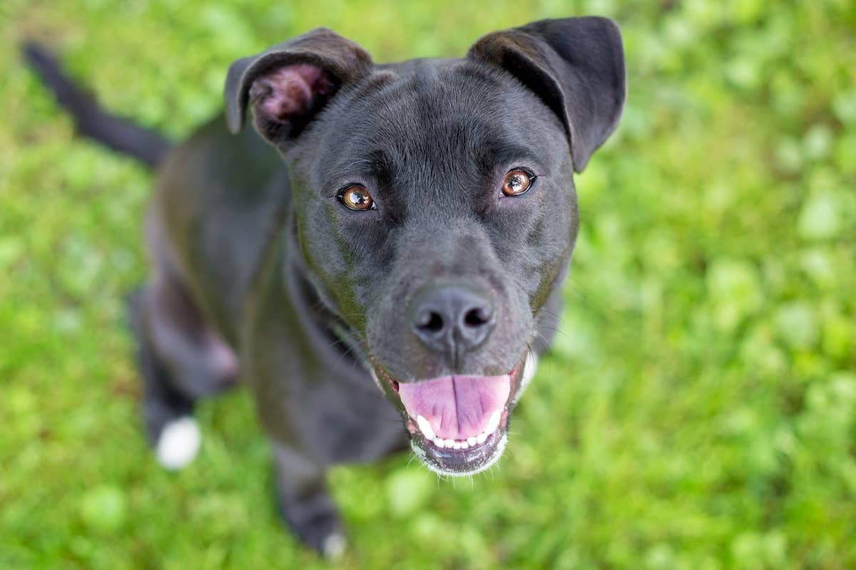 Excited Pit Bull's Over-the-Top Reaction to Meeting Hissing Rescue ...