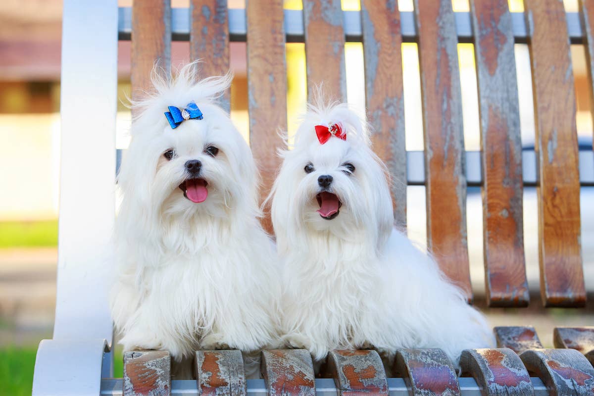 Kindhearted Maltese's Tender Pets for Mini-Me Fur Sibling Couldn't Be ...