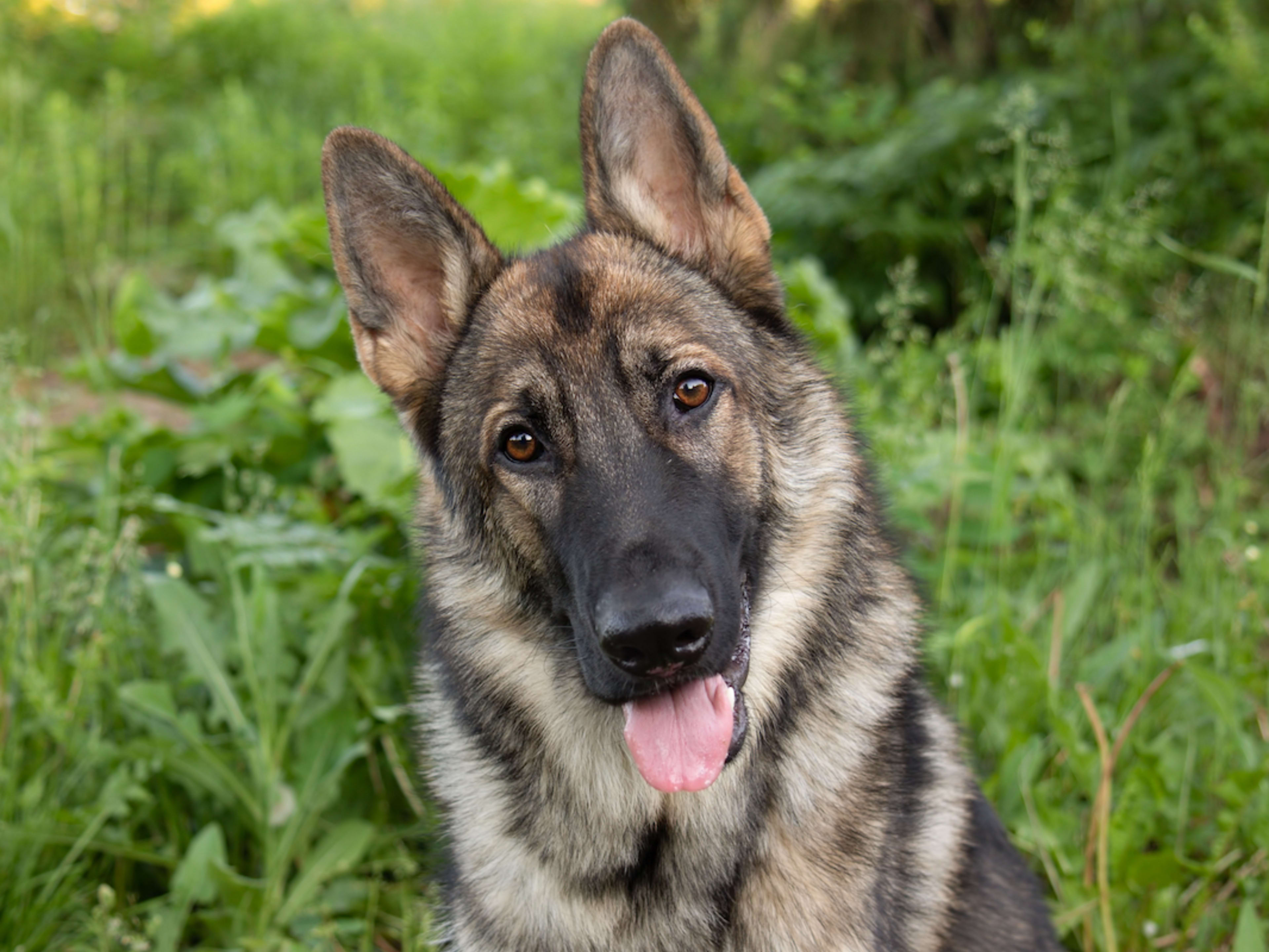 German Shepherd Sable