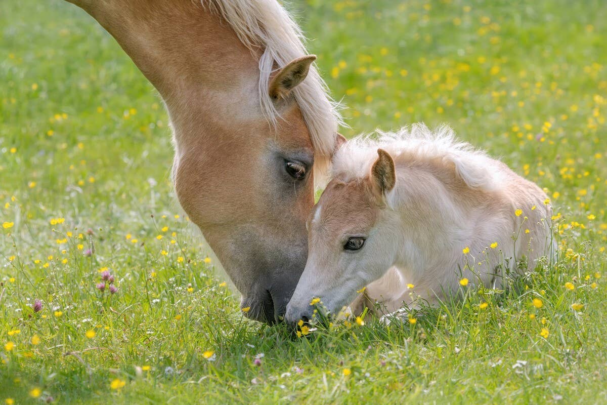 Farm Dog’s ‘Obsession’ With Baby Horse Is Giving Us All the Feels ...