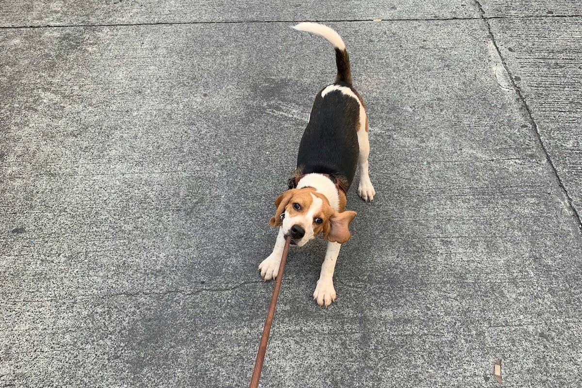 Elementary School's Adorable 'Pet Parade' Is Giving Full-Grown Adults ...