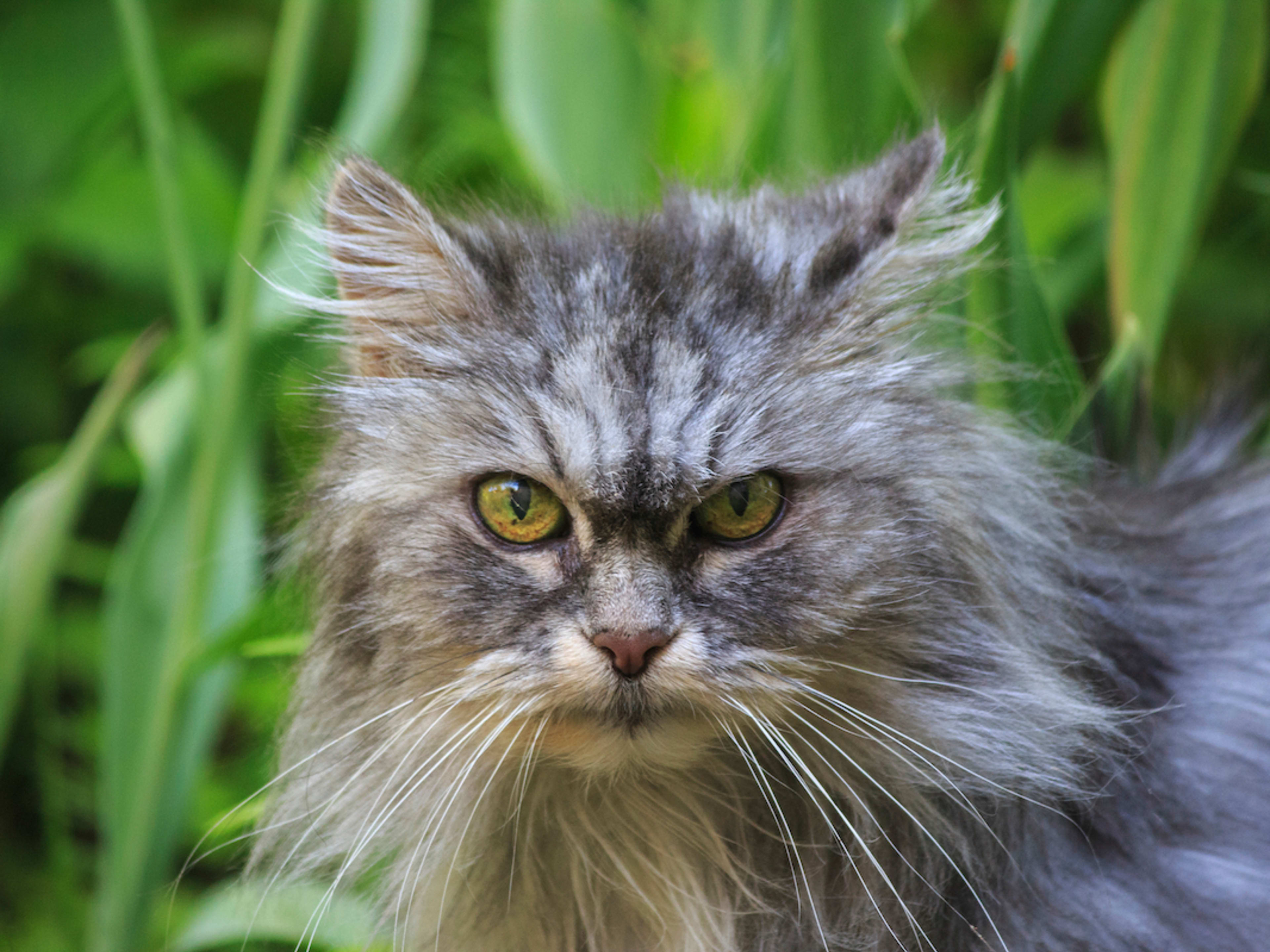 Special Senior Cat With Rare Medical Condition Baffles Viewers with His ...