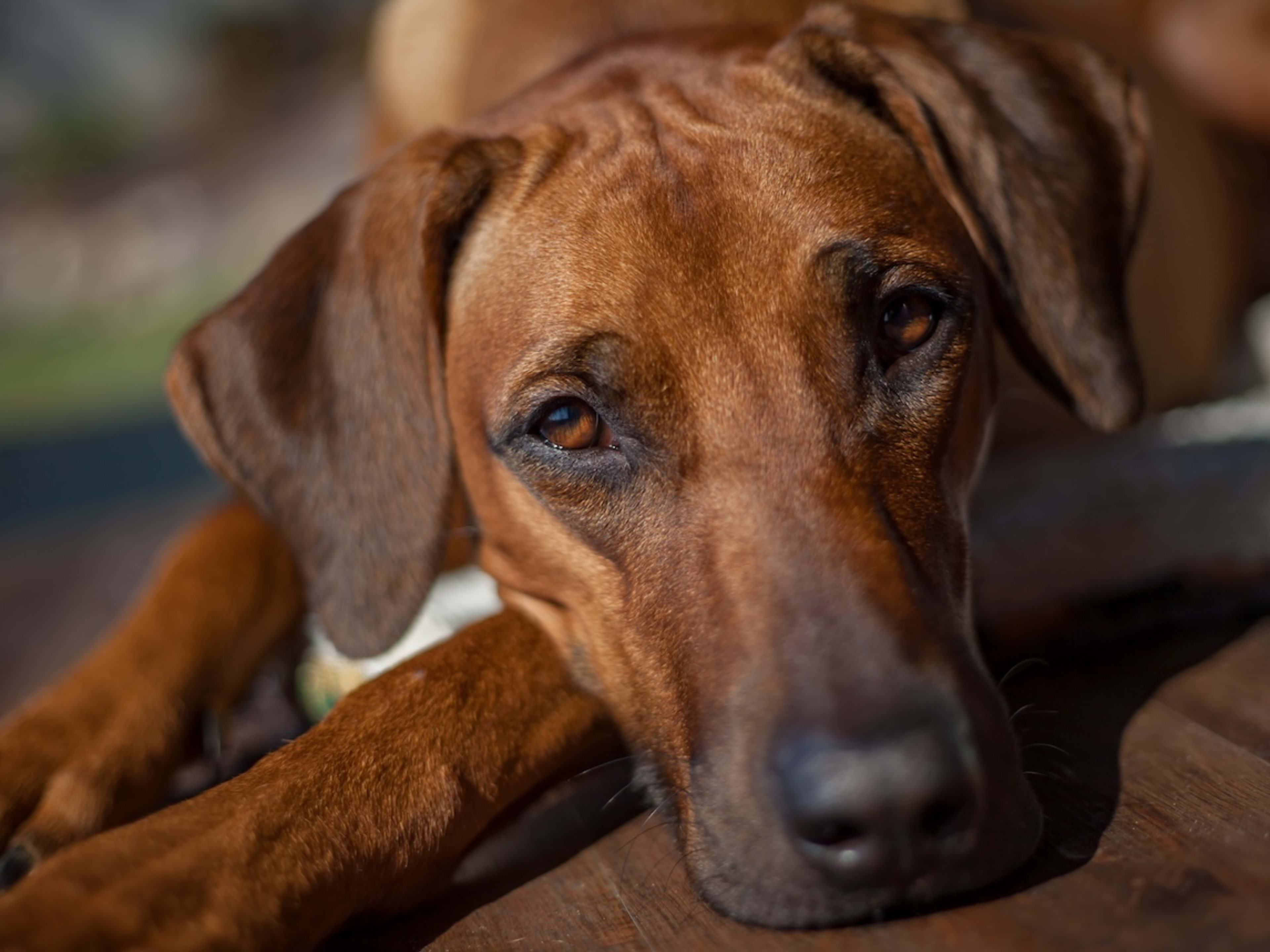 Rhodesian Ridgeback
