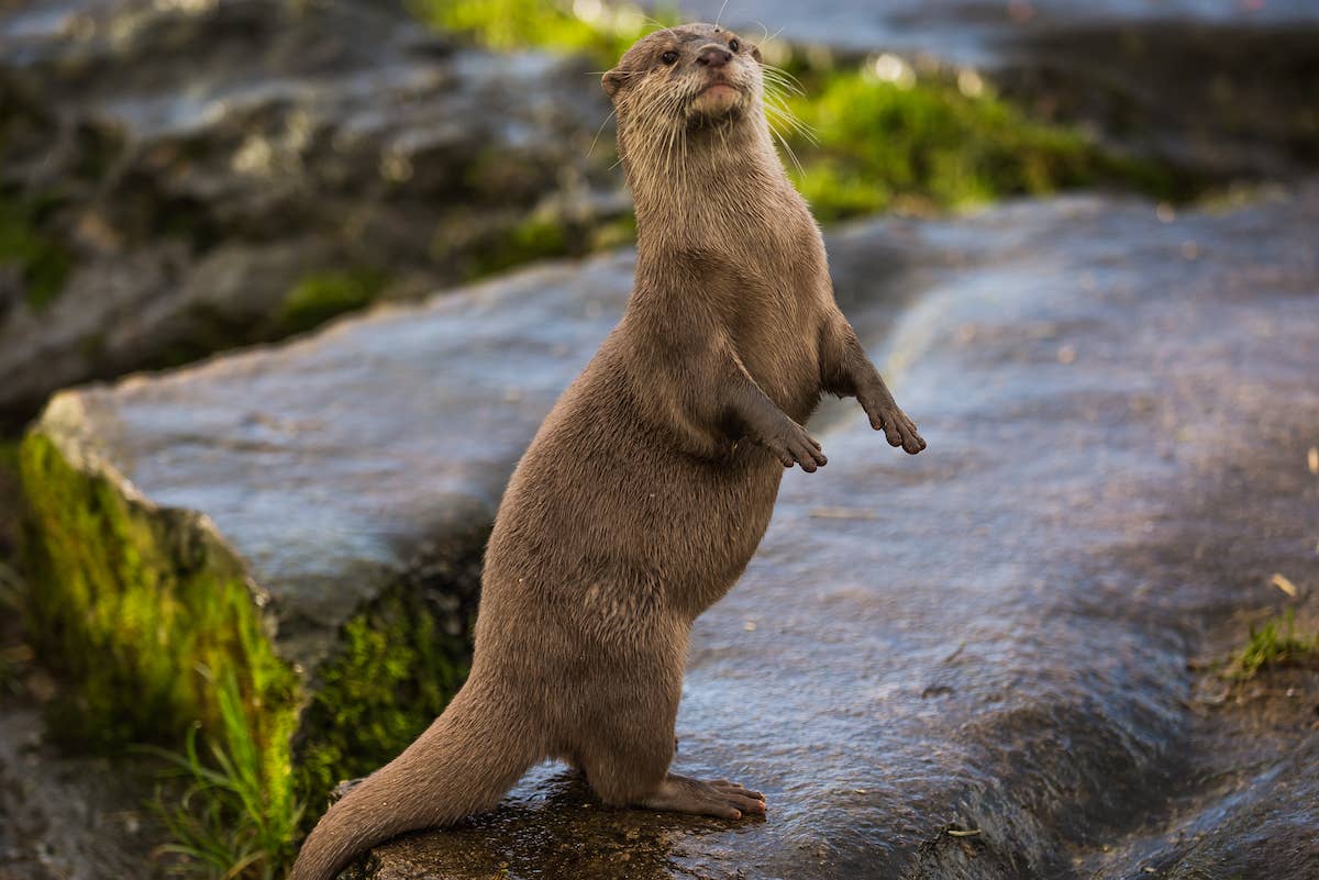 Video of Otters 'Dancing' at Wildlife Park Has People Obsessed - PetHelpful