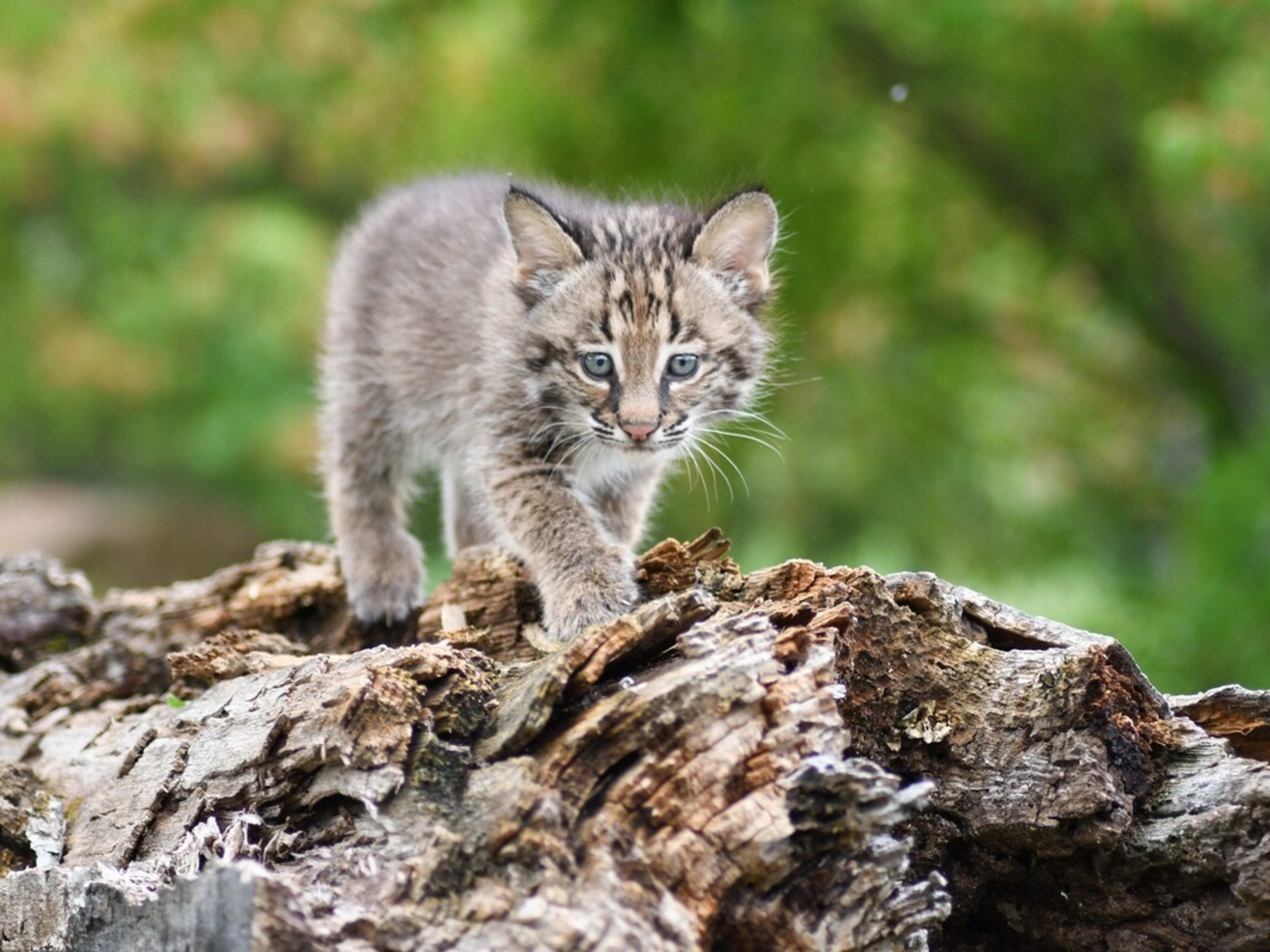 Adorable Baby Bobcats Sitting on Backyard Fence Like They Own the Place ...