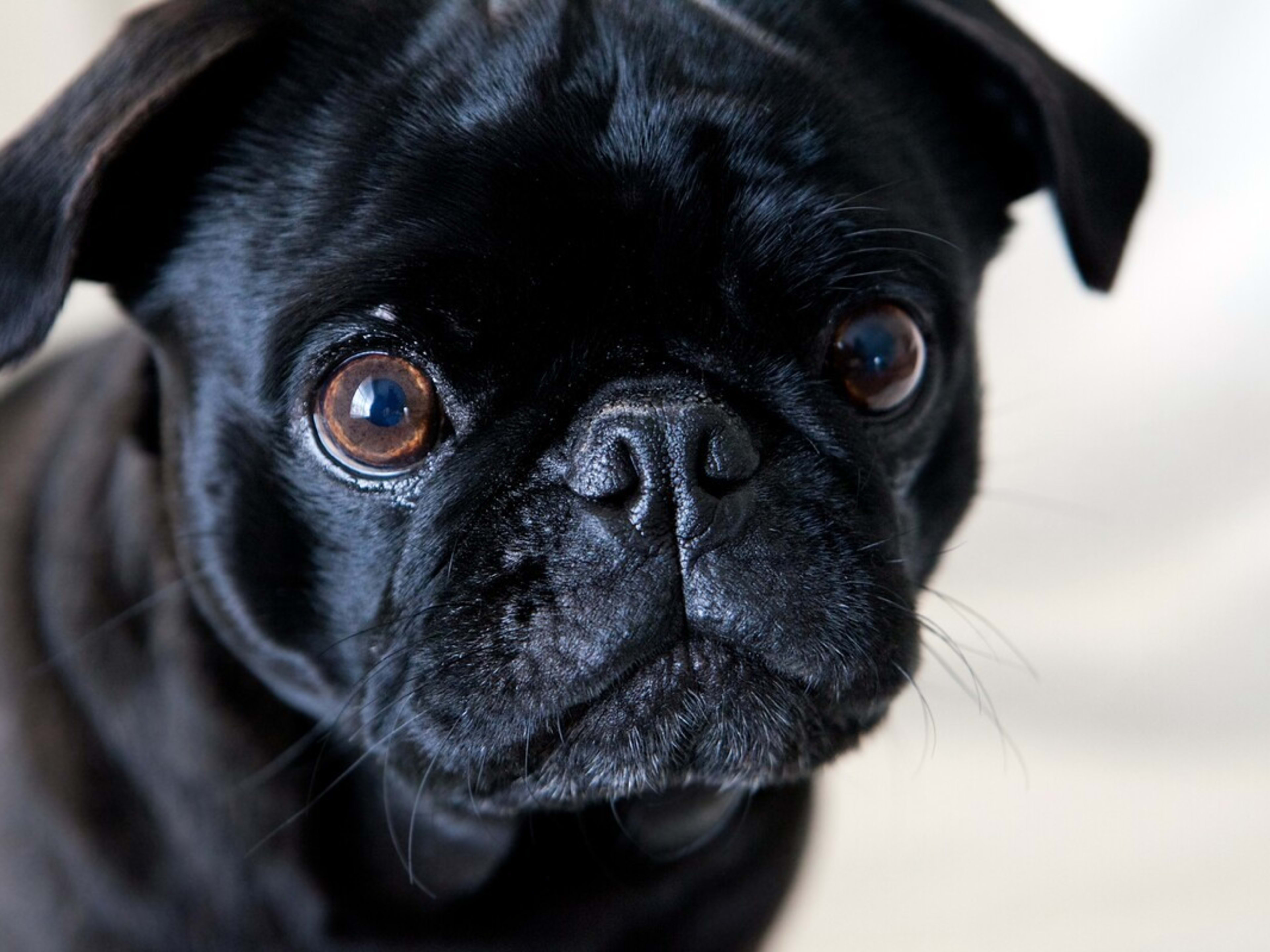Little Black Pug’s Attempt To Be a ‘Guard Dog’ Against the Window Washer Has Us in Stitches ...