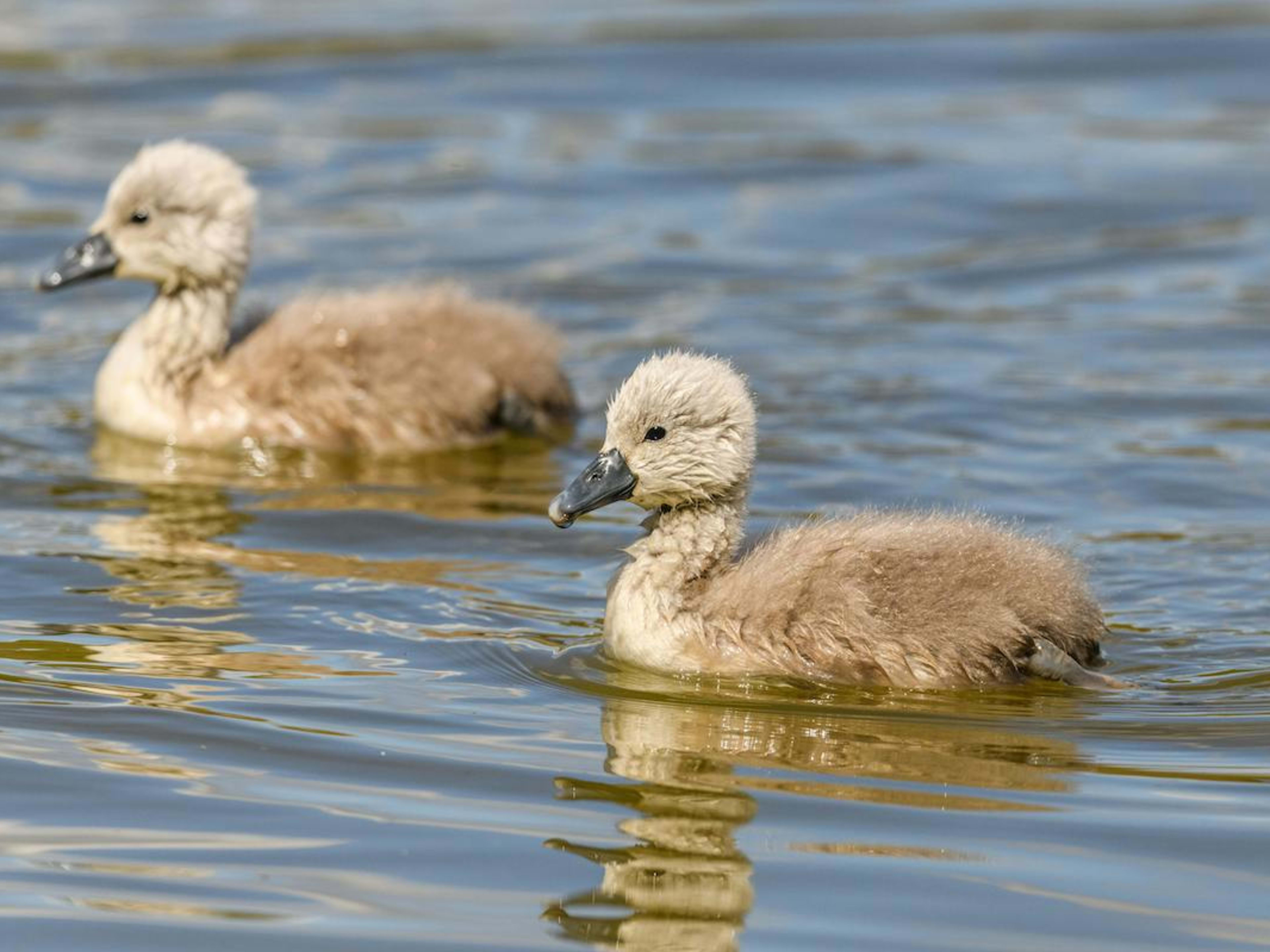 Baby Swans Learning to Ring a Bell For Food at Historic UK Castle Is ...