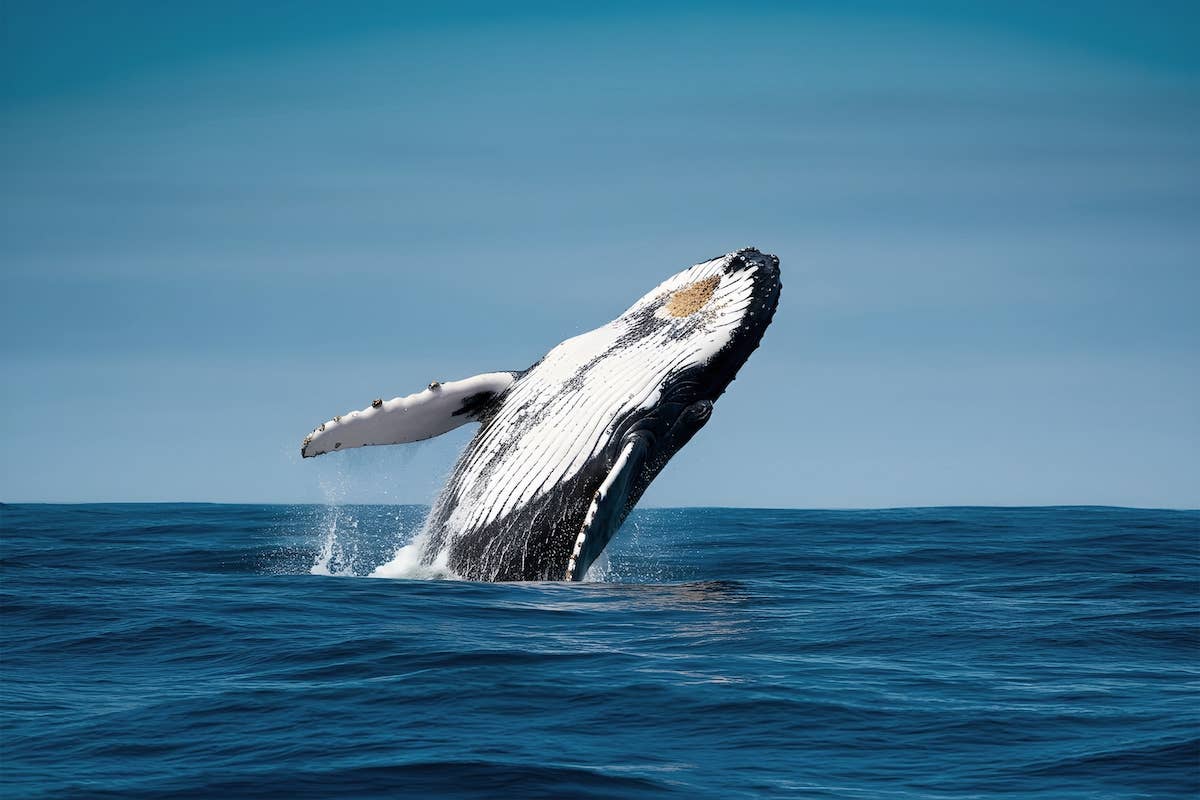 Mother Humpback Whale Teaching Baby How To Breach Is a Once-in-a ...
