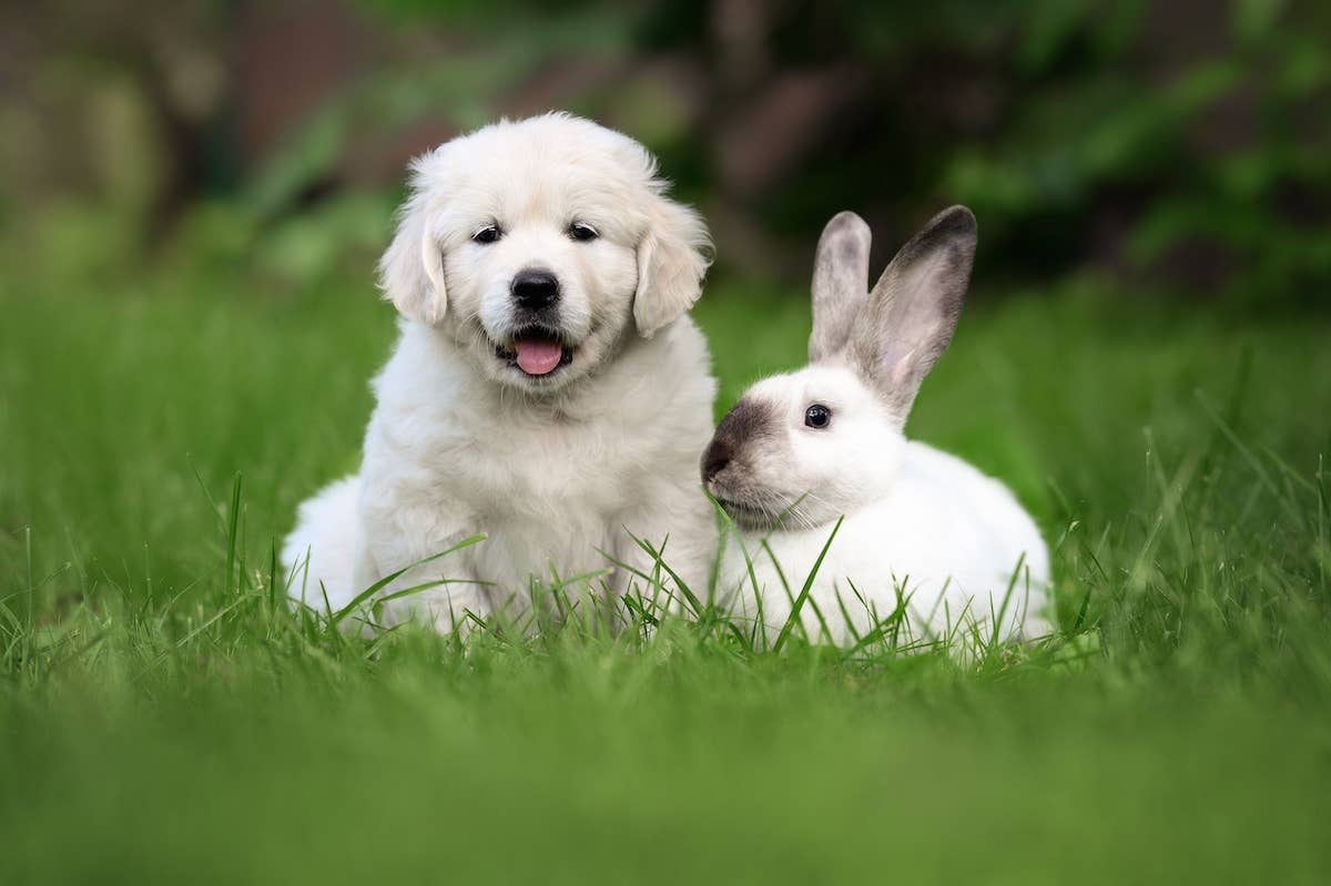 Golden Retriever Puppy Tries to Bust Into Rabbit's Cage Like a Little ...