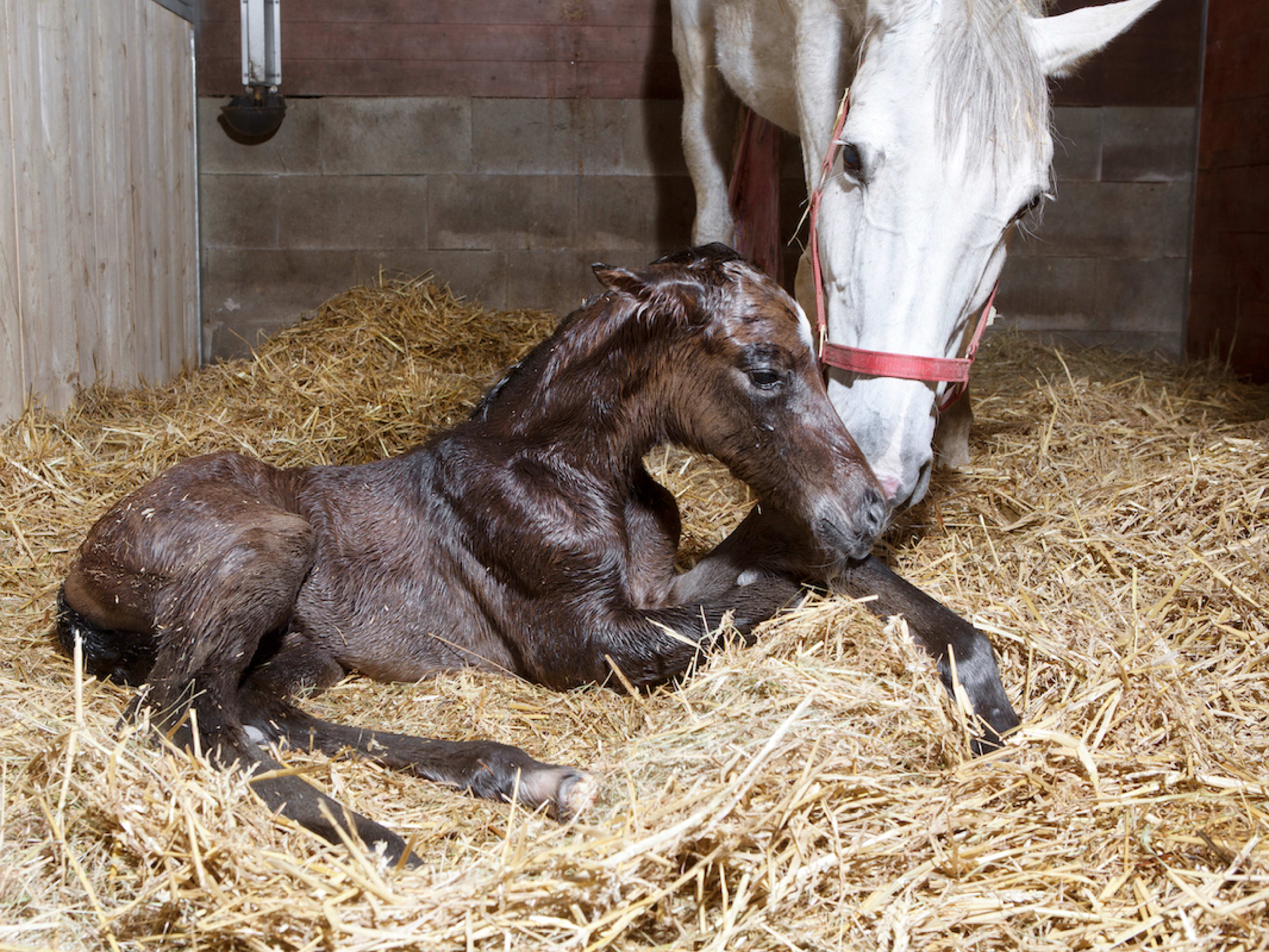 New Mama Horse's Sweet First Moments with New Baby Boy Tug at the ...