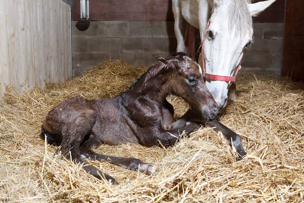 New Mama Horse's Sweet First Moments with New Baby Boy Tug at the ...