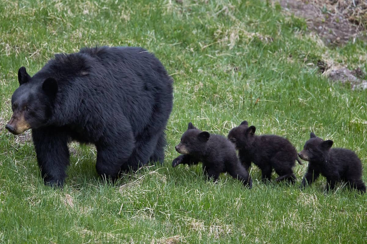 Mama Black Bear Spotted in Georgia Mountains With 4 Cubs Has Her Paws ...