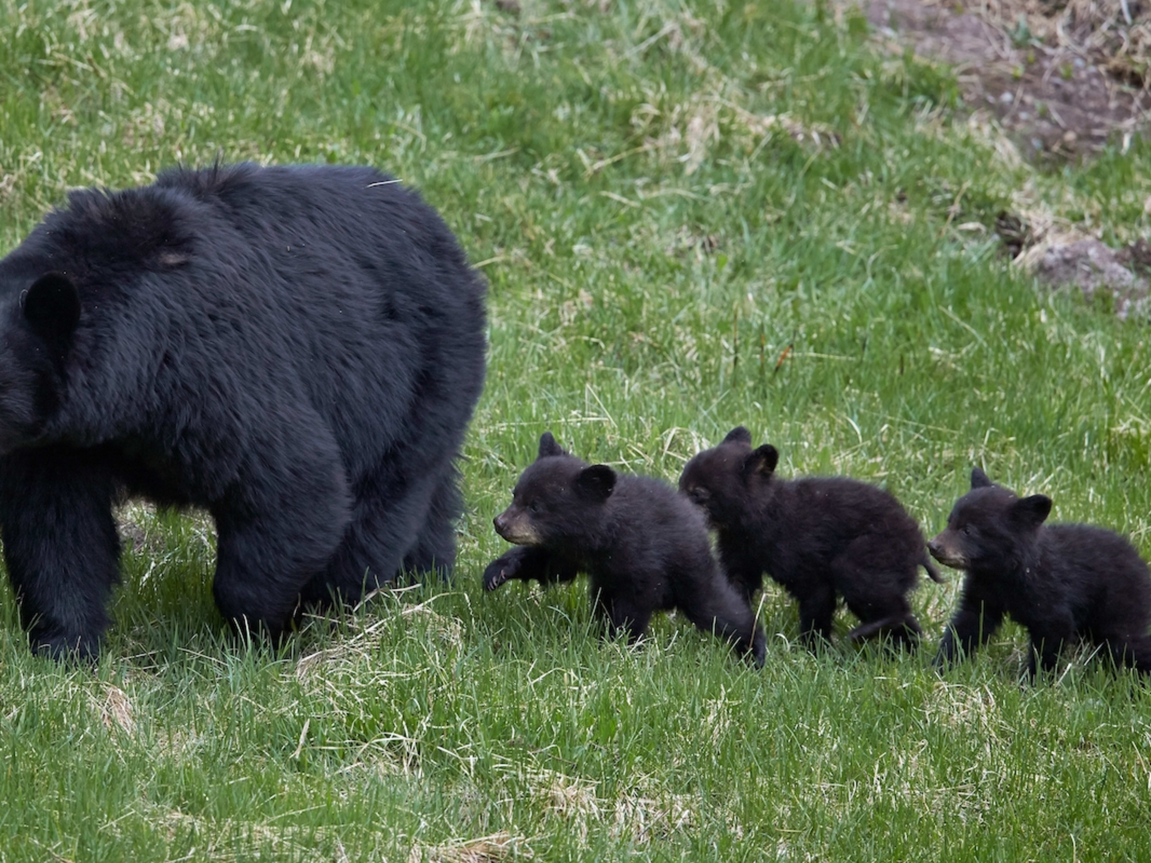 Black Bear - PetHelpful