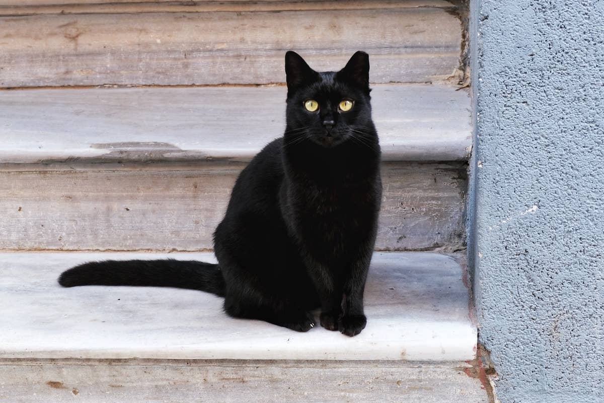 Black Cat's Hilarious Response to Seeing Stairs For the First Time Has ...