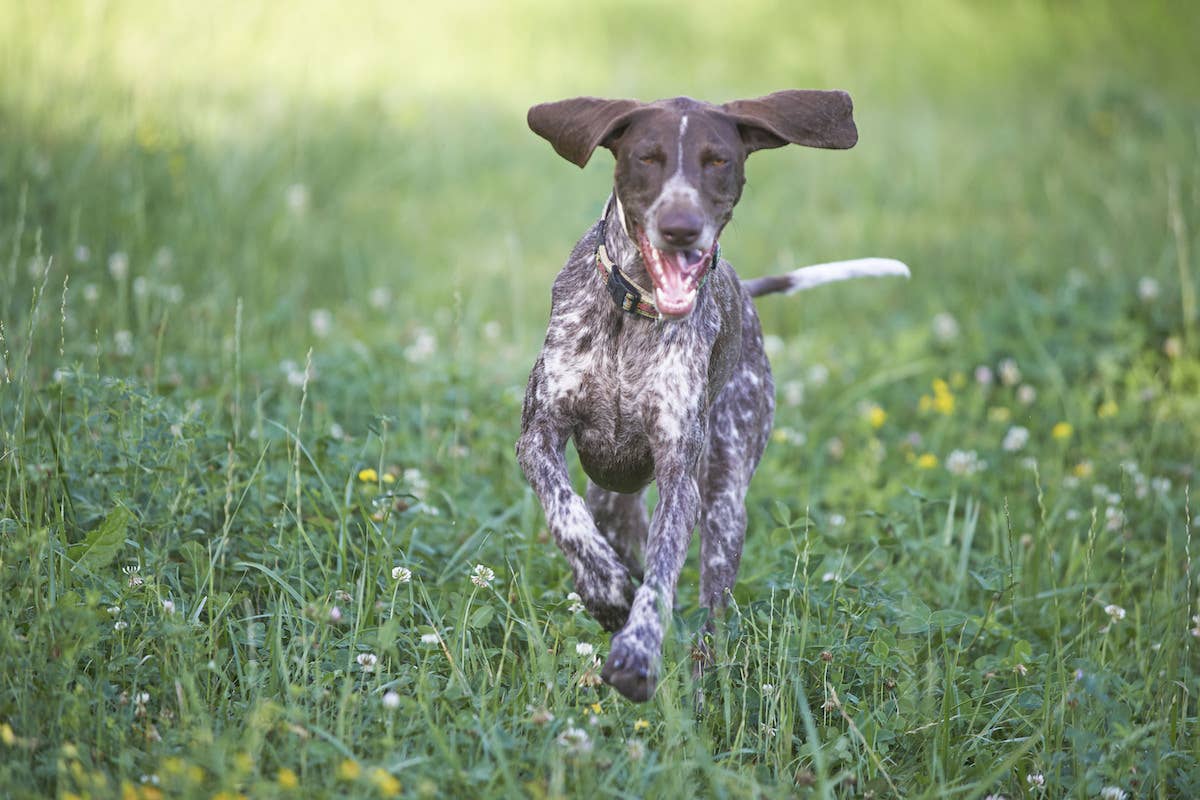 German Shorthaired Pointer Doing 'Parkour' at Airport Leaves Travelers ...