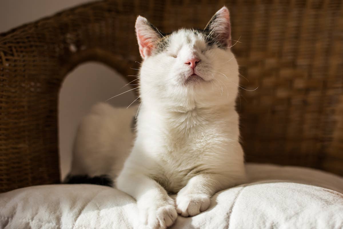 Blind Cat's Polite Way of Asking Mom for Attention Is Giving People the ...