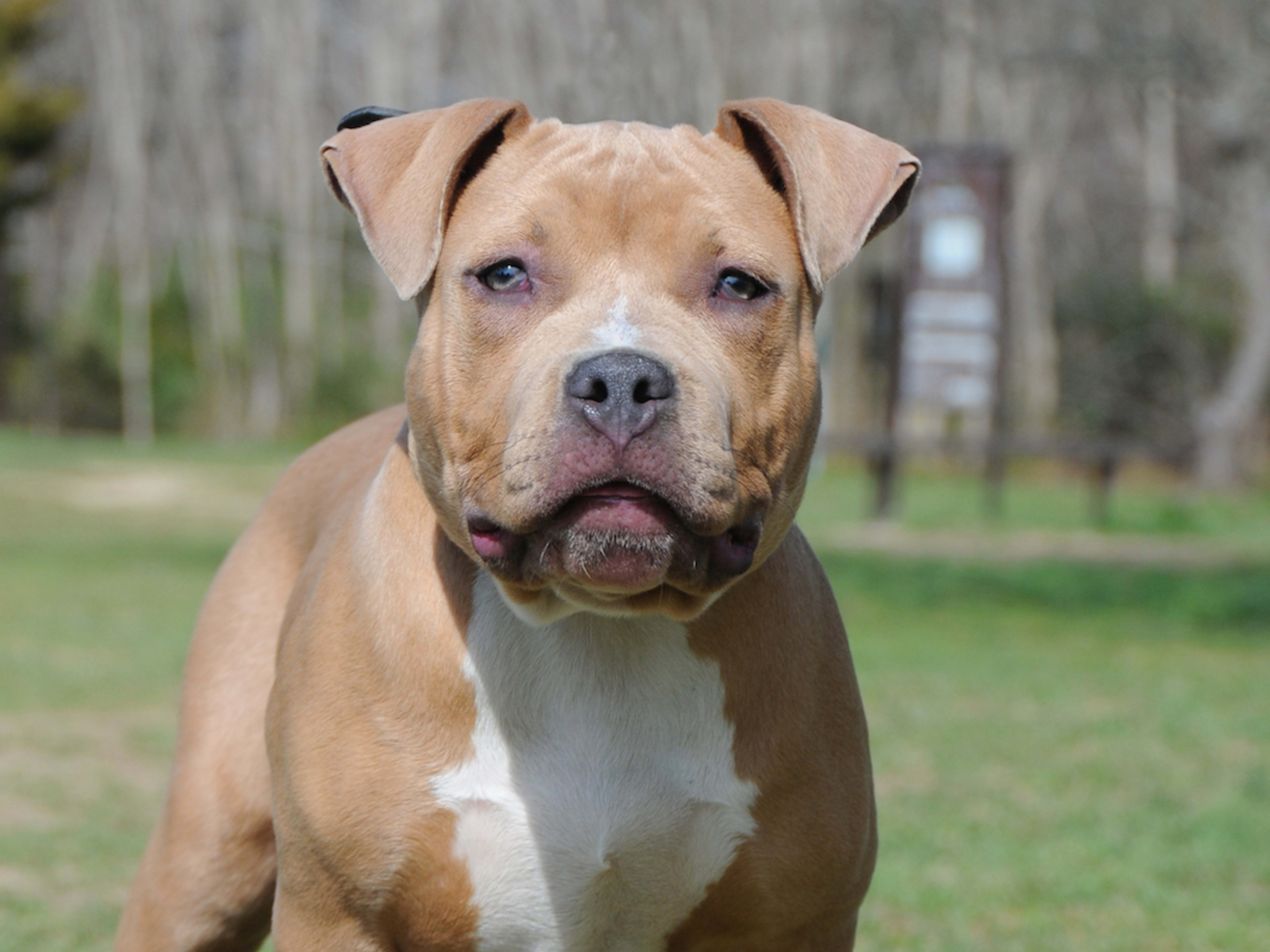 Micro Bully's Precious Wiggles Are the Pure Definition of Happiness