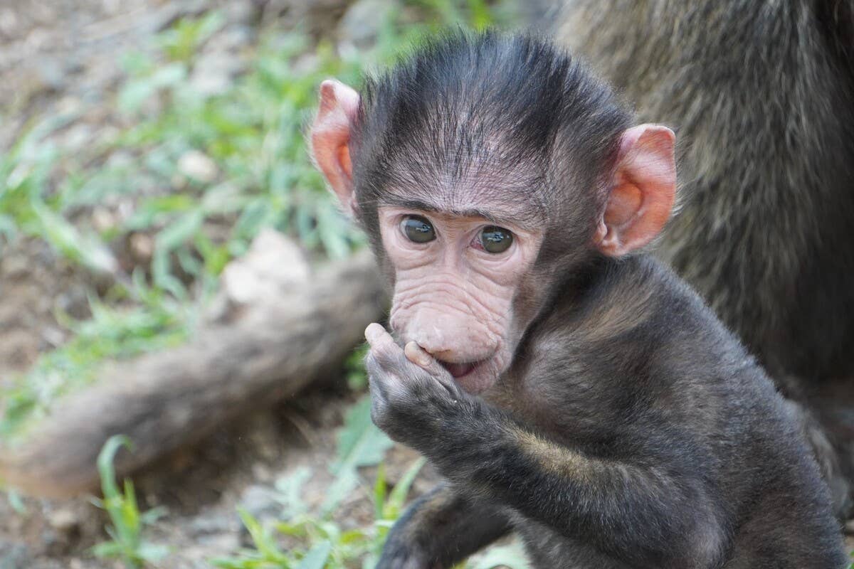Pet News: Animal Stories, Viral Moments & Expert Updates - PetHelpful