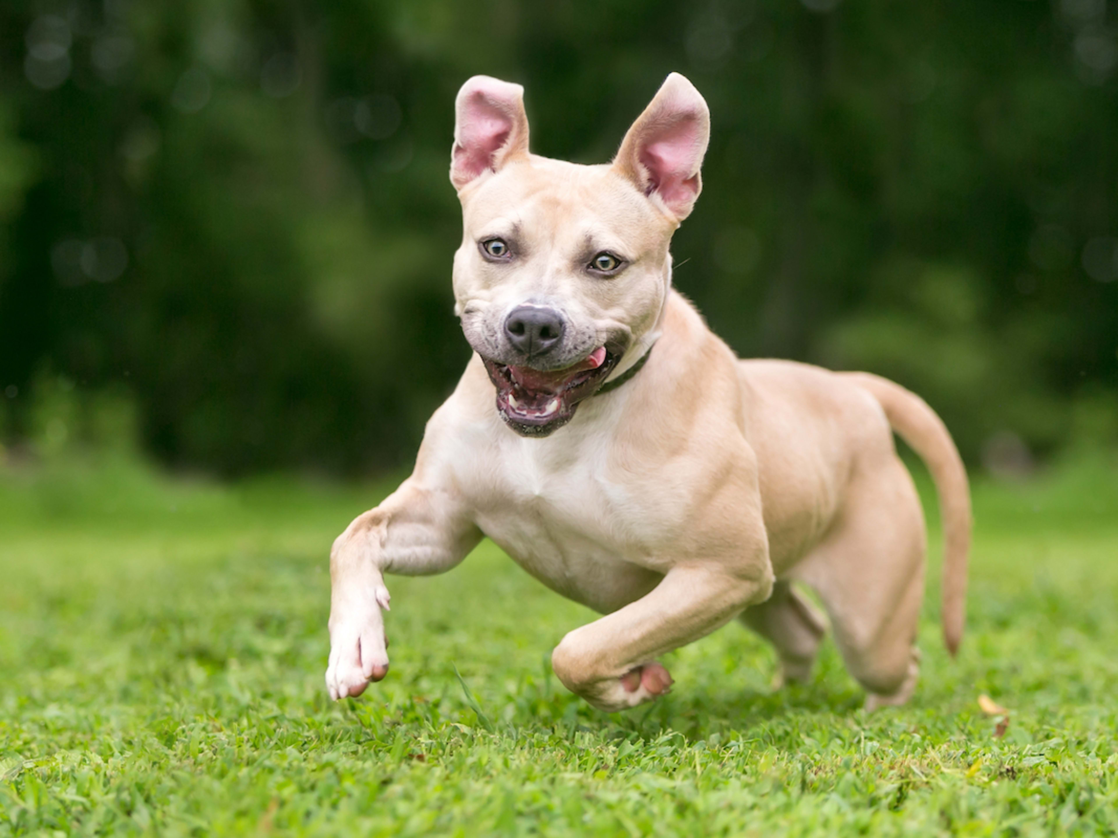 Playful Shelter Pit Bull Can't Help But Get the Zoomies Despite Waiting ...