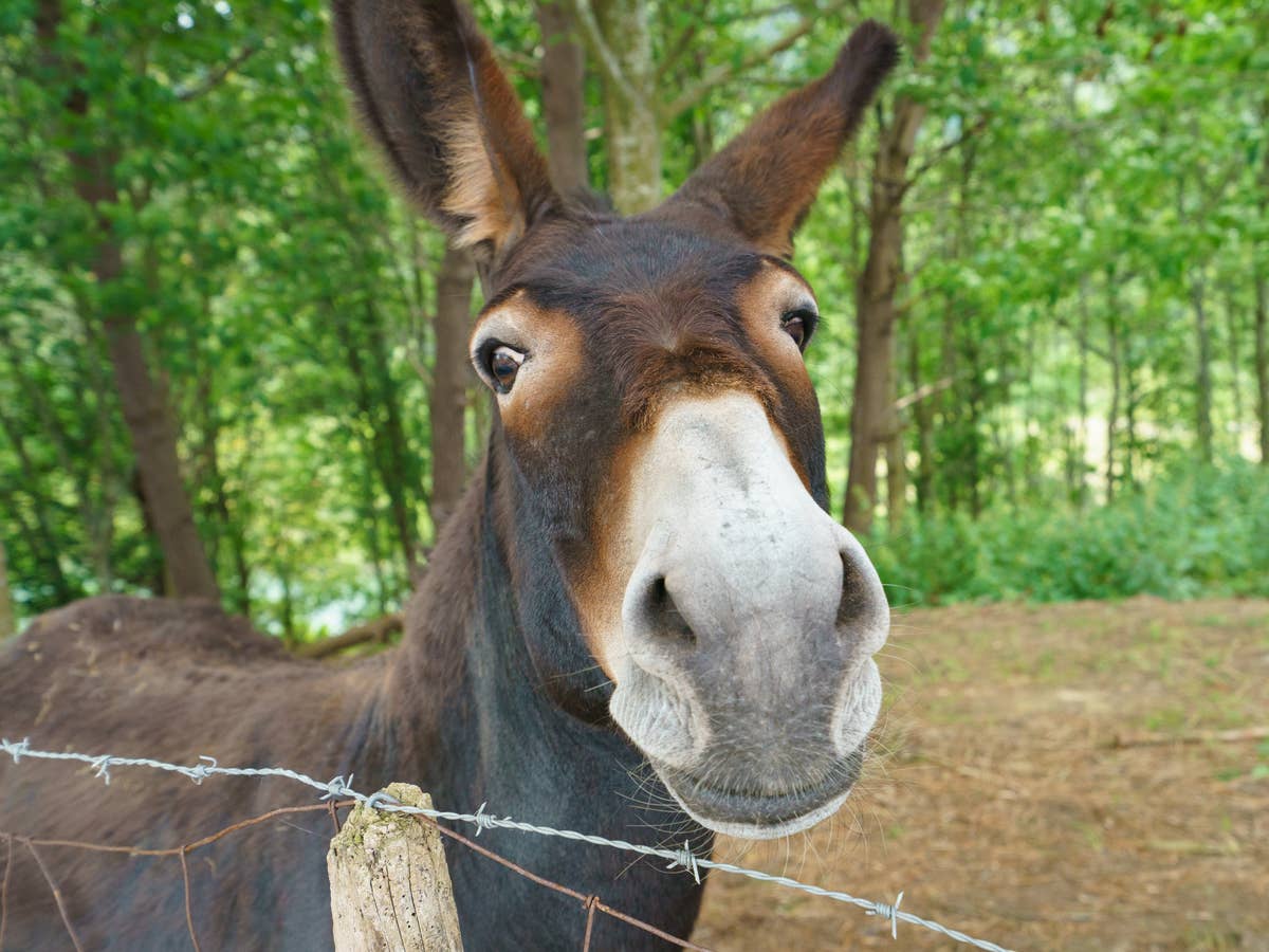 Sweet Donkey Comes Running for Breakfast Just Like a Big Puppy Dog ...