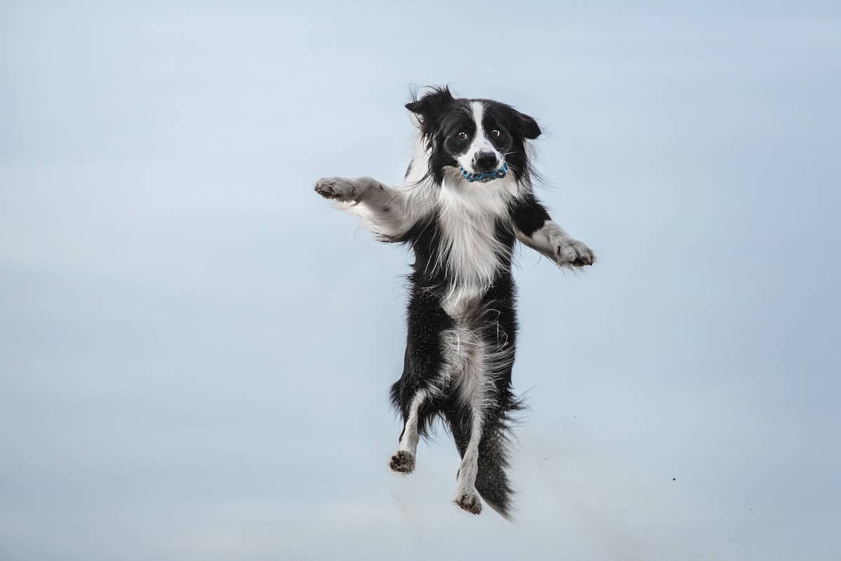 Border Collie & Pup Partners Steal Basketball Halftime Show with ...