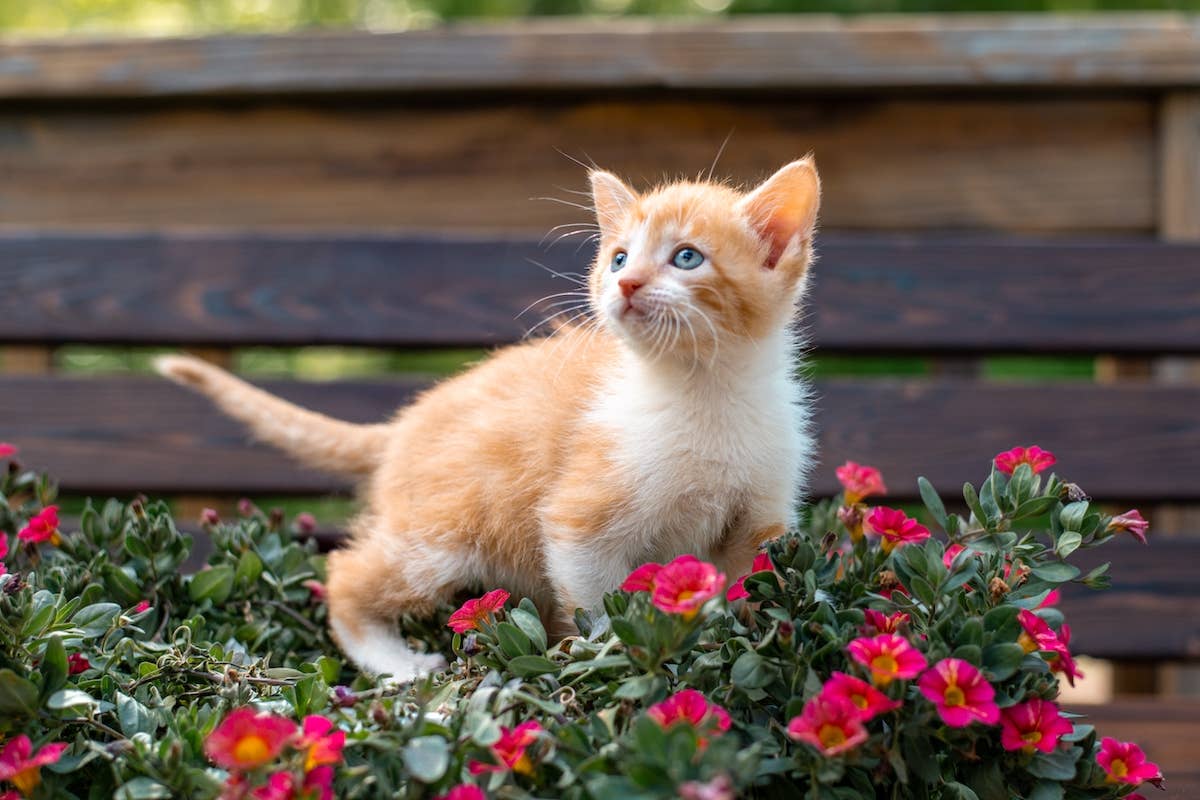 Rescue Feral Cat Goes Into 'Dad Mode' The Moment He Hears New Kitten's ...