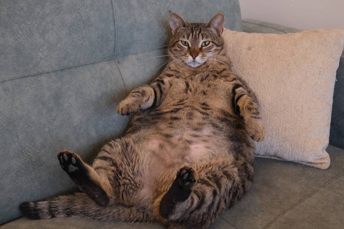 Hilarious Pictures Of Fat Cats 190 Very Cute Fat Cat Stock Photos